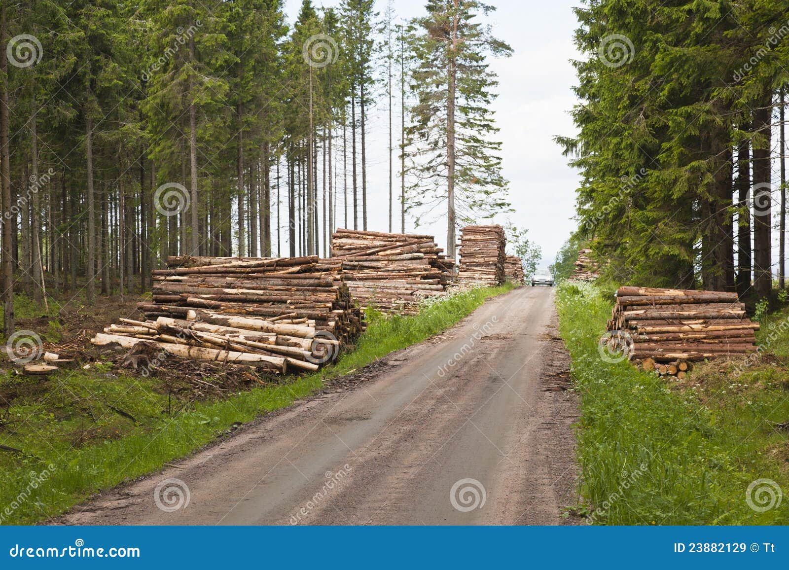 Piles of timber stock image. Image of country, roadside - 23882129