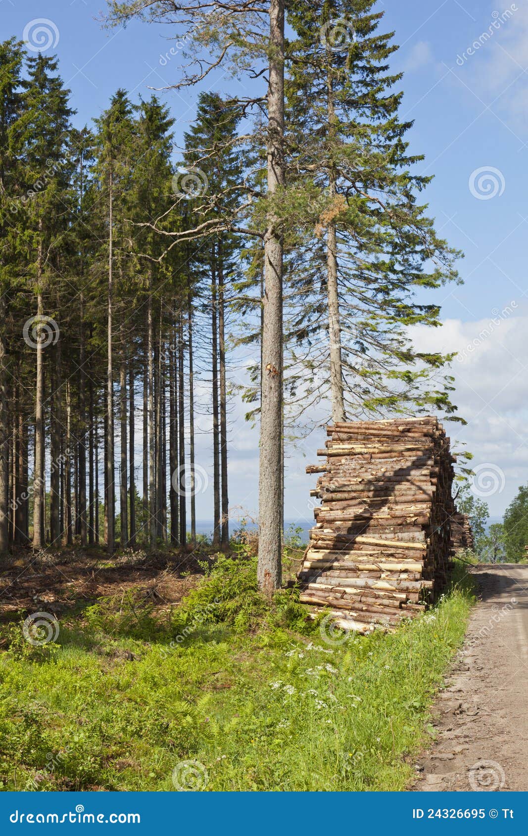 Piles of timber stock image. Image of scene, summer, spruce - 24326695