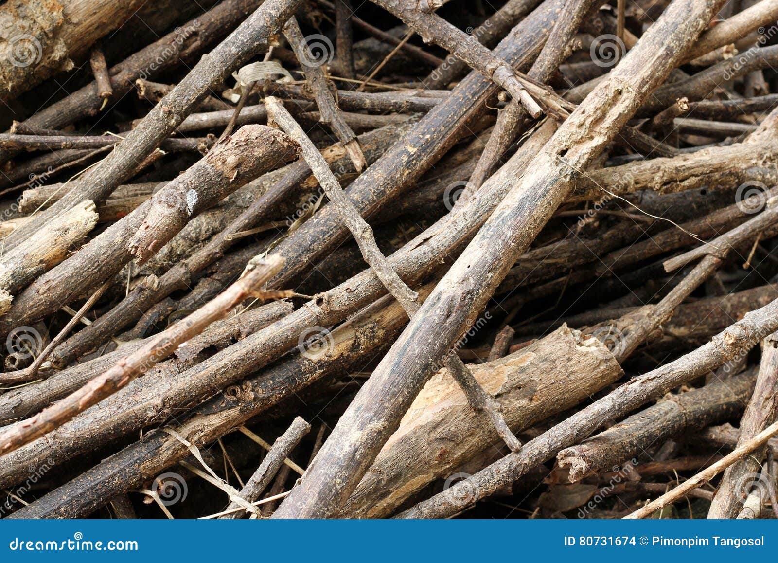 Piles of tree branches stock photo. Image of forest, environment - 80731674