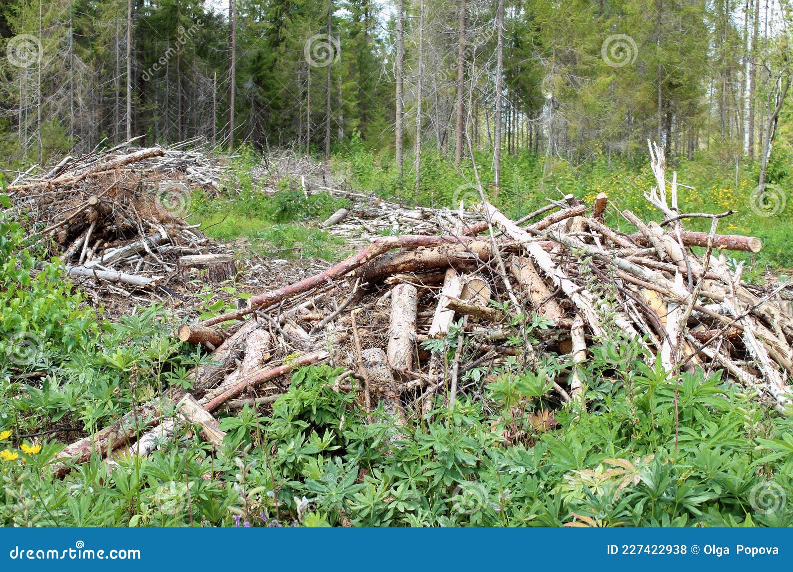 Piles of Tree Branches Left after Logging Stock Photo - Image of ...