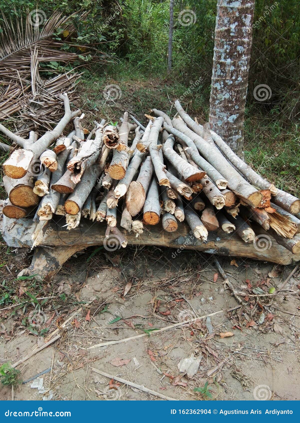 Piles Of Cut Tree Branches In City Park. Sanitary Deforestation. Heap ...