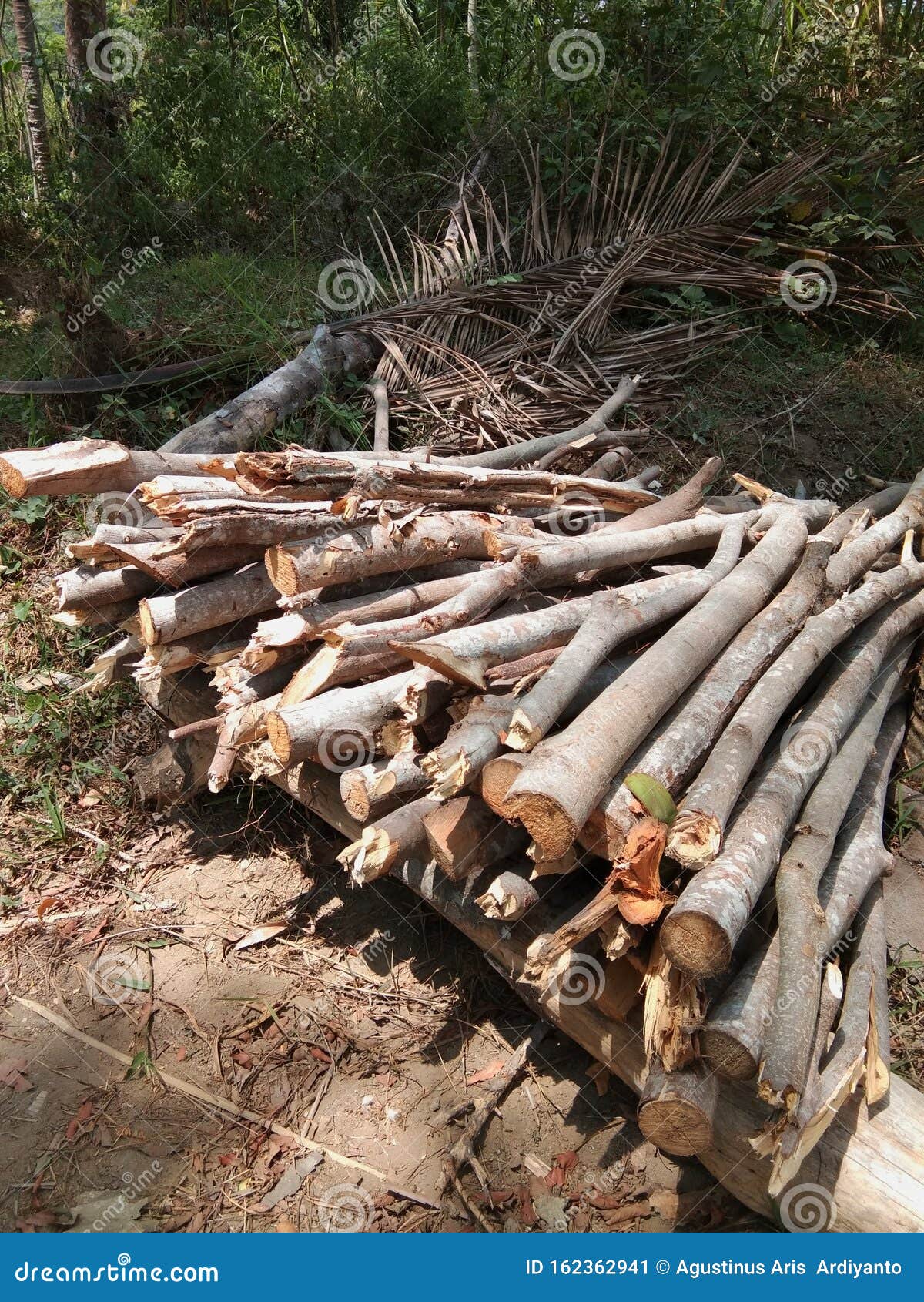 Piles Of Cut Tree Branches In City Park. Sanitary Deforestation. Heap ...