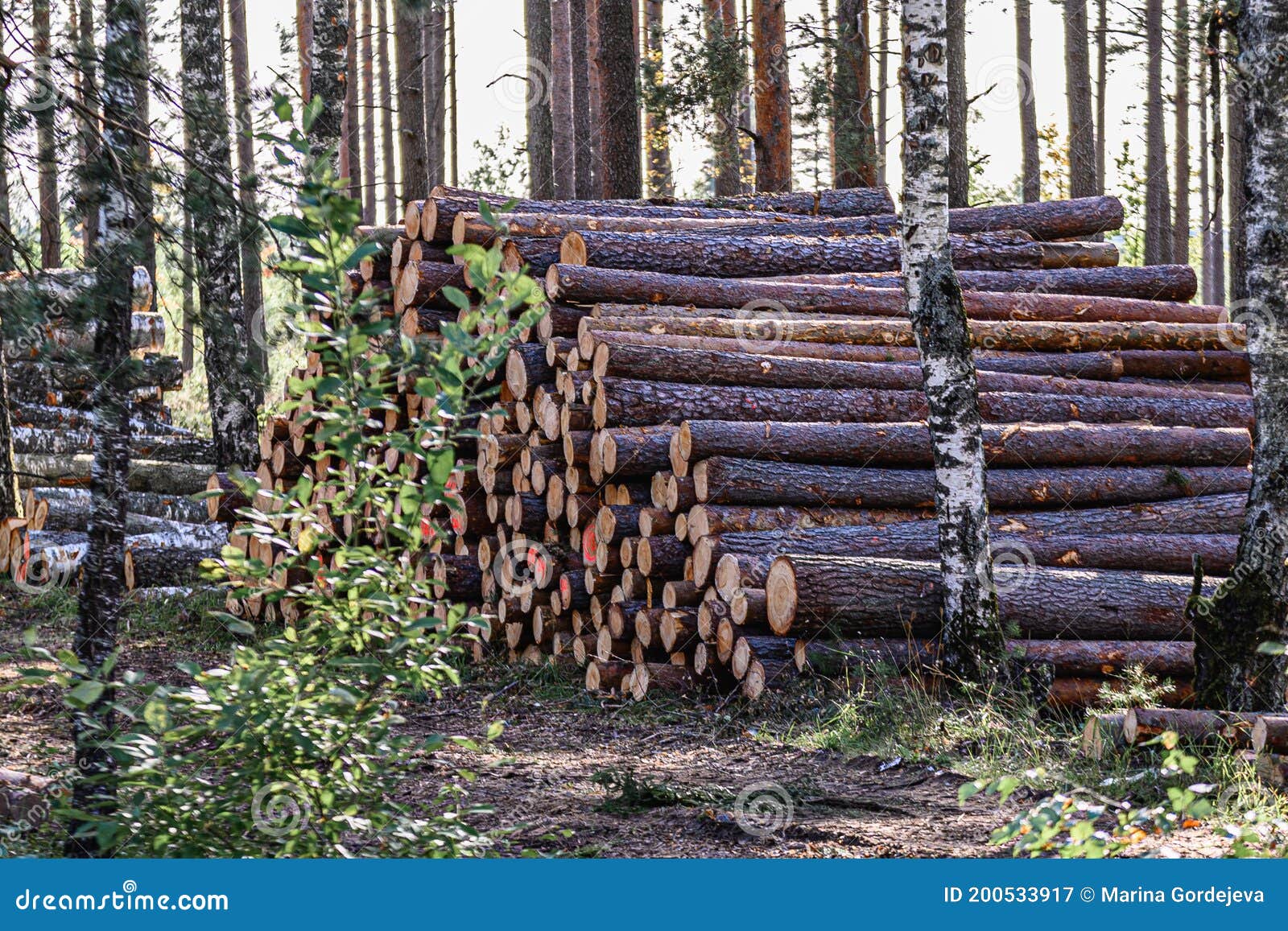 Piles Of Cut Tree Branches In City Park. Sanitary Deforestation. Heap ...