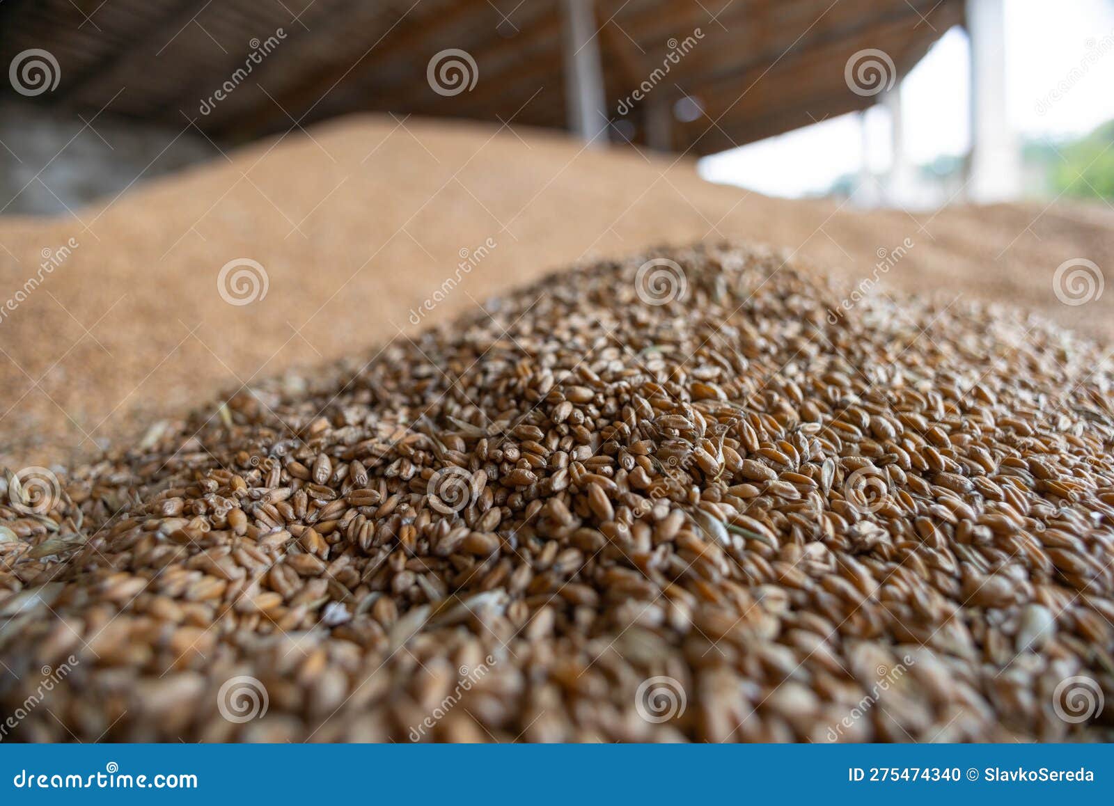 Piles of Wheat Grains at Mill Storage or Grain Elevator. the Main ...