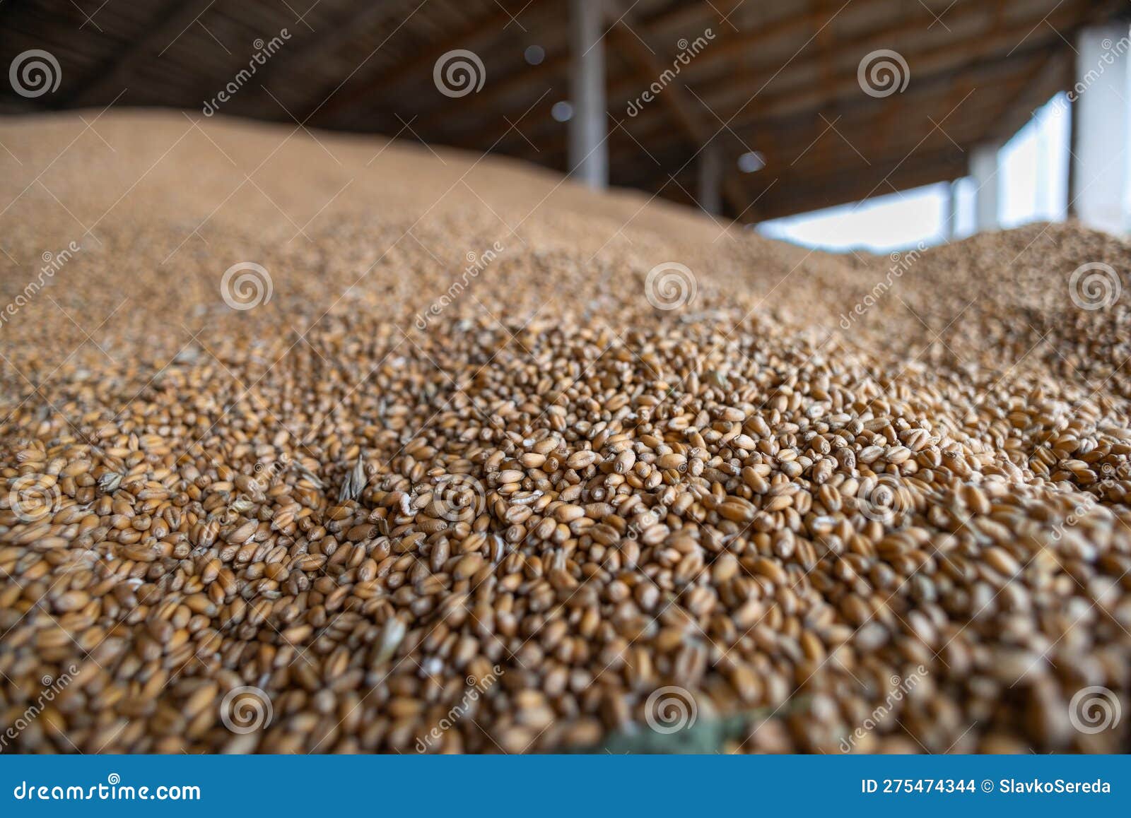 Piles of Wheat Grains at Mill Storage or Grain Elevator. the Main ...