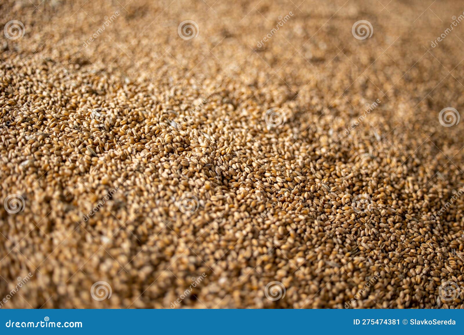 Piles of Wheat Grains at Mill Storage or Grain Elevator. the Main ...