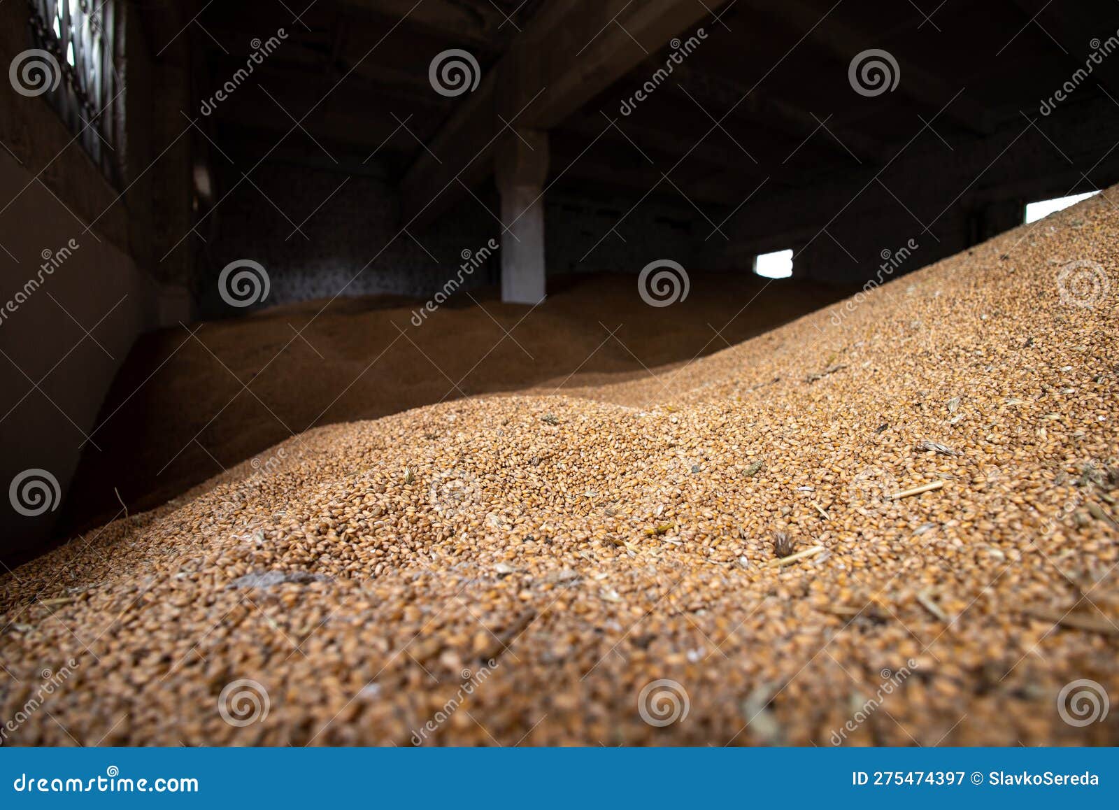 Piles of Wheat Grains at Mill Storage or Grain Elevator. the Main ...