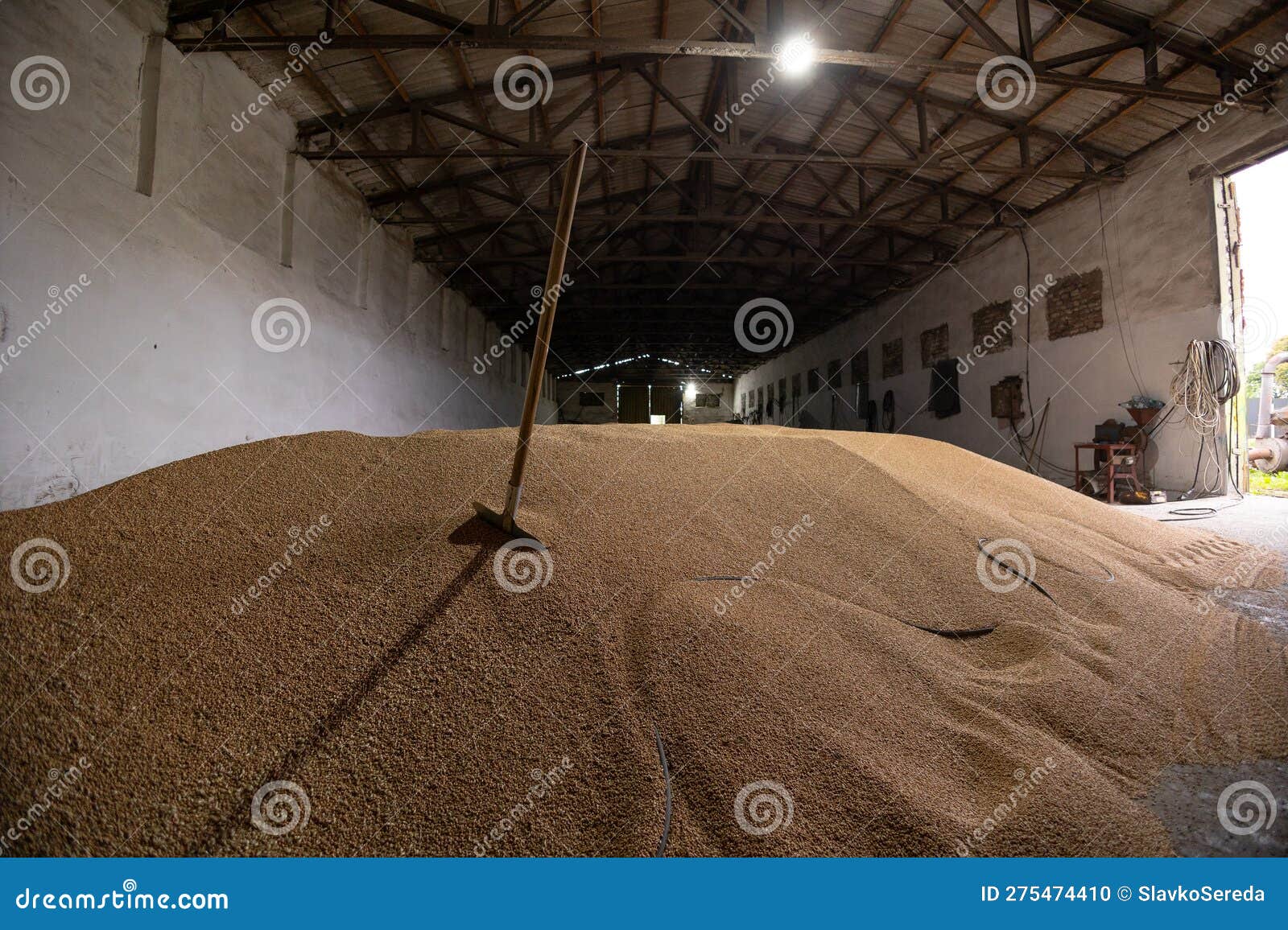 Piles of Wheat Grains at Mill Storage or Grain Elevator. the Main ...