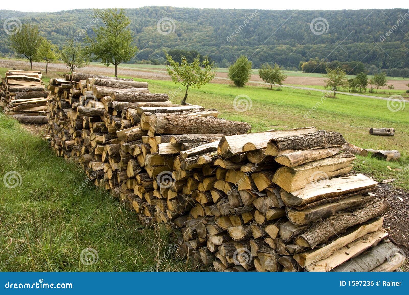 Piles of wood stock photo. Image of stack, lumberyard - 1597236