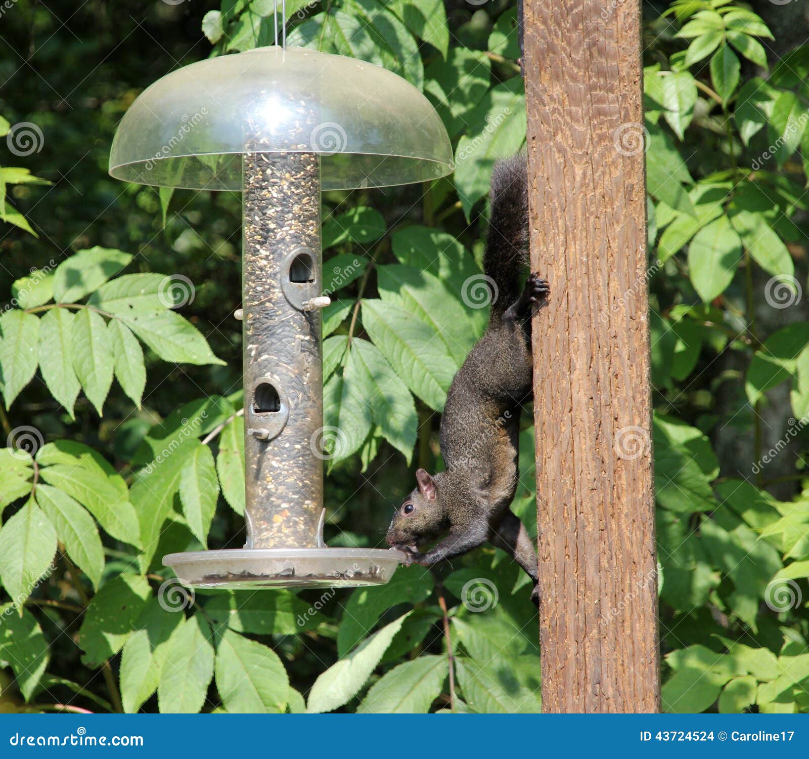 Pilfering Stock Photos - Royalty Free Images