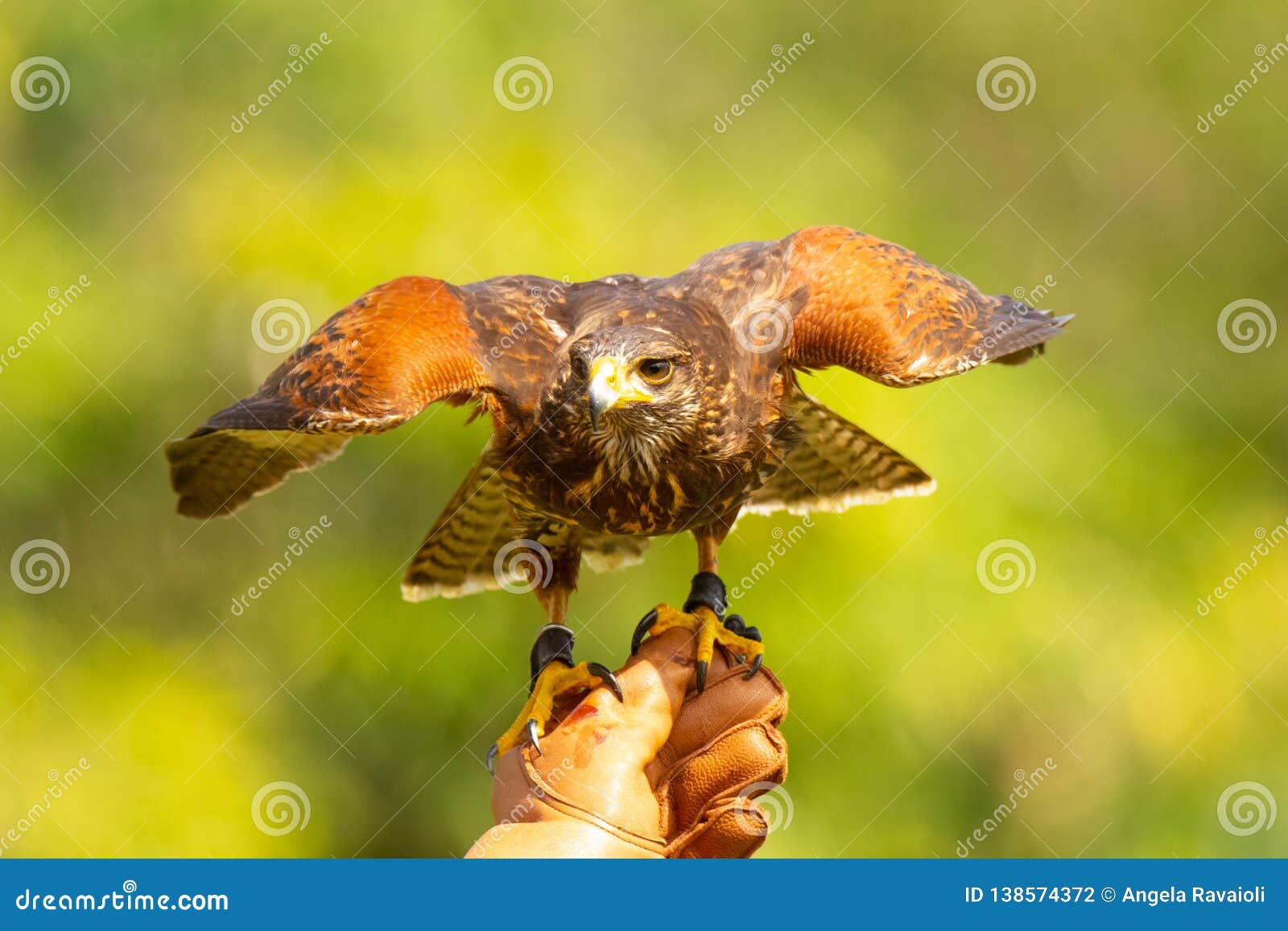 Pilgrim Falcon on the Gloated Trainer Hand Stock Photo - Image of beak ...