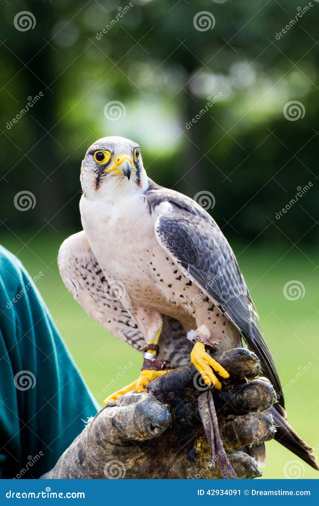 Pilgrim Falcon stock image. Image of bird, pilgrim, falcon - 42934091