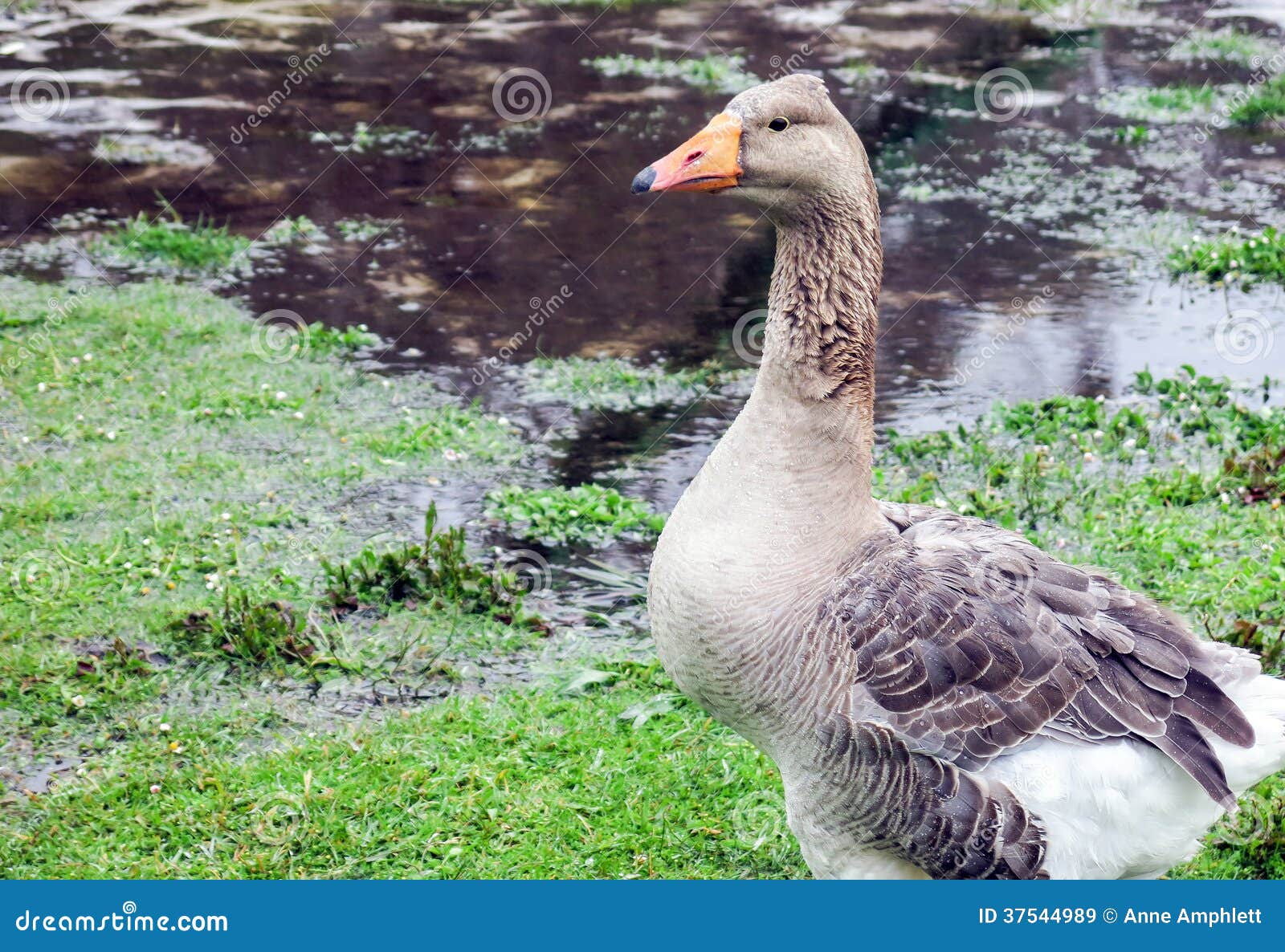 Pilgrim Goose stock image. Image of waterfowl, animal - 37544989