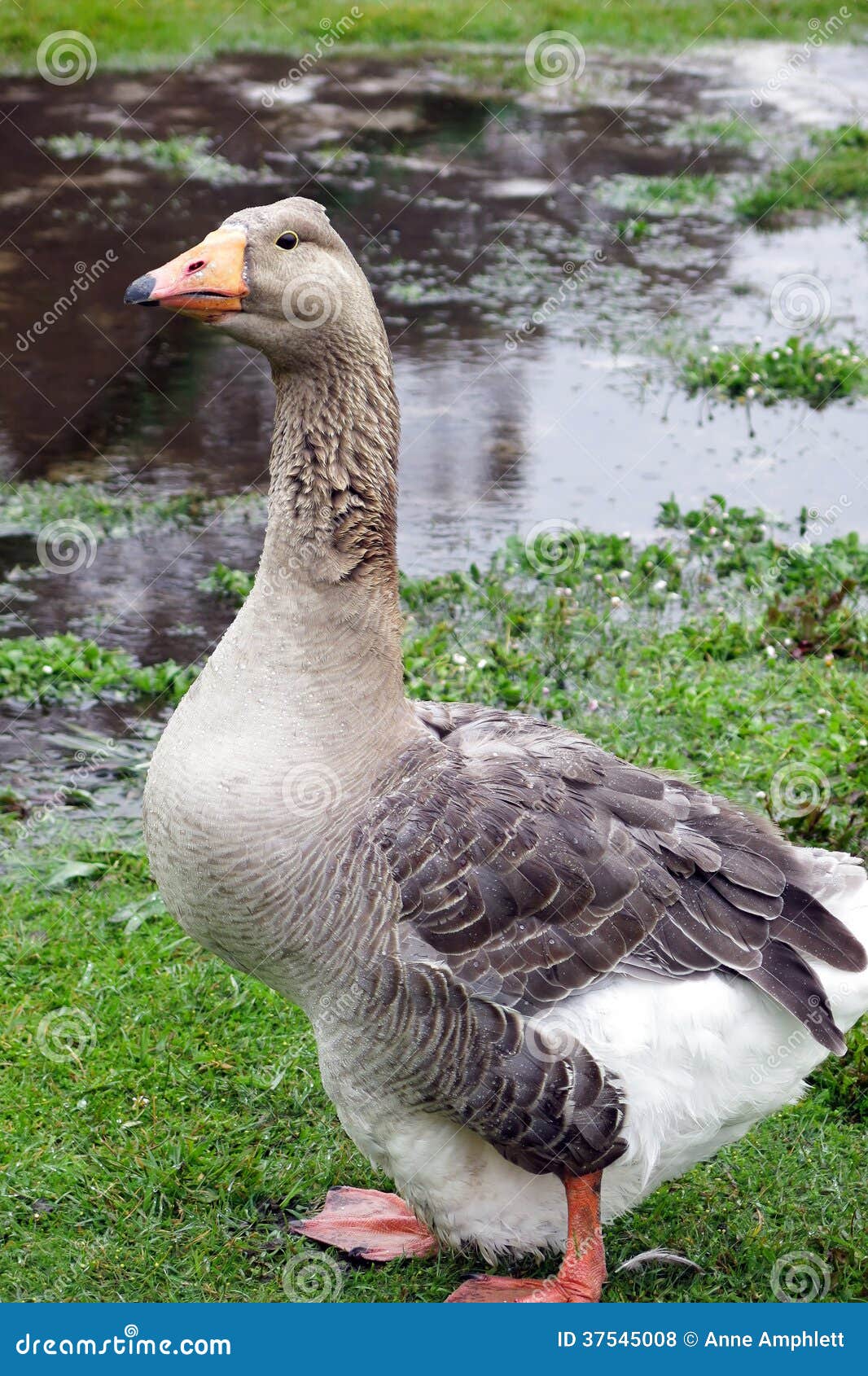 Pilgrim Goose stock photo. Image of farm, goose, pilgrim - 37545008