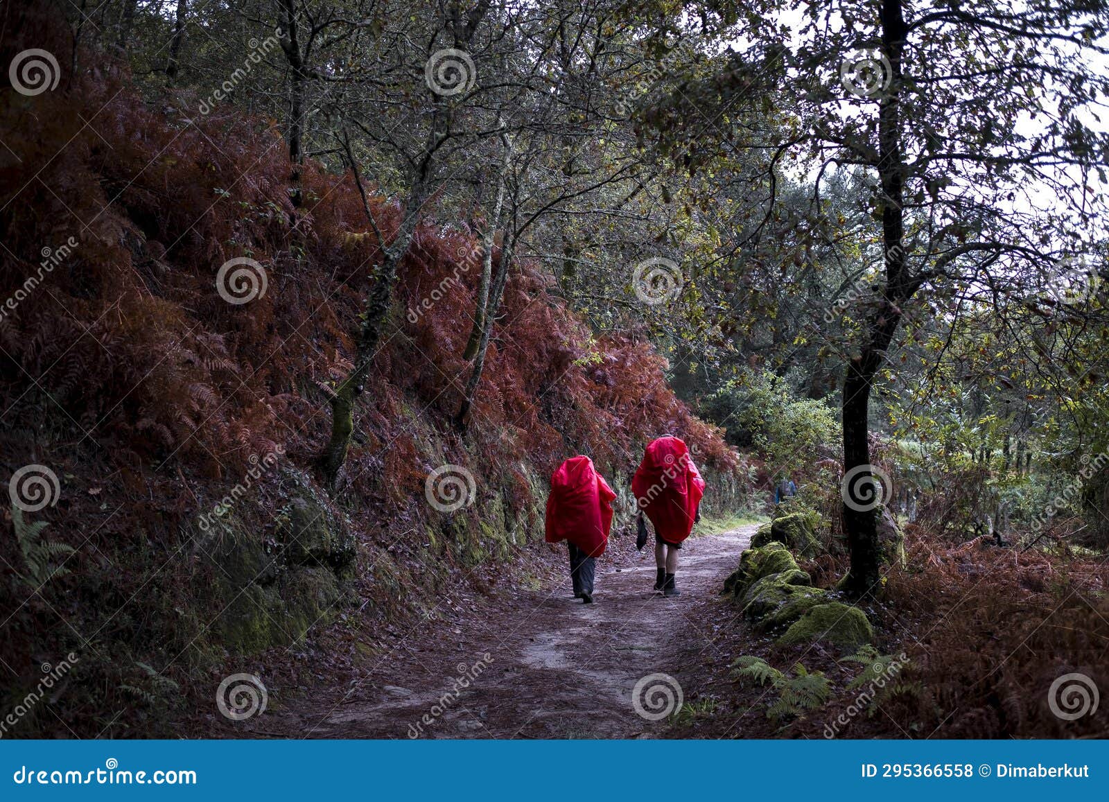 Pilgrims Walk through the Fall Forest on the Way of St. James or Camino ...