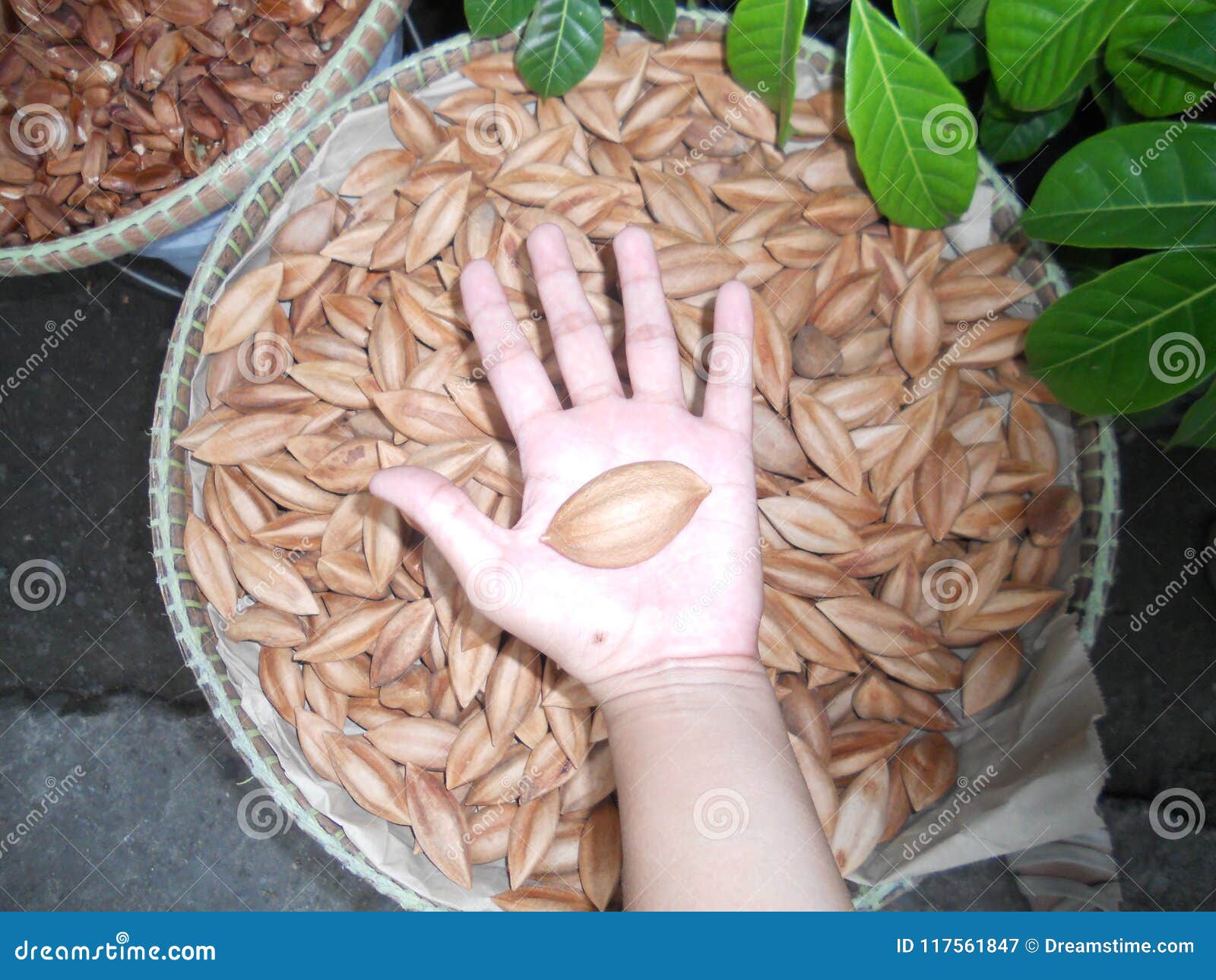 Pili Nuts stock image. Image of pilinuts, shell, nuts - 117561847