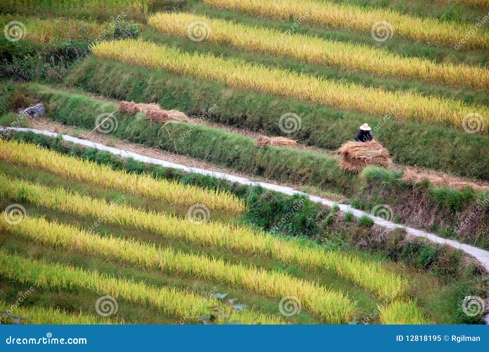 Piling Rice stock image. Image of rural, green, beautiful - 12818195