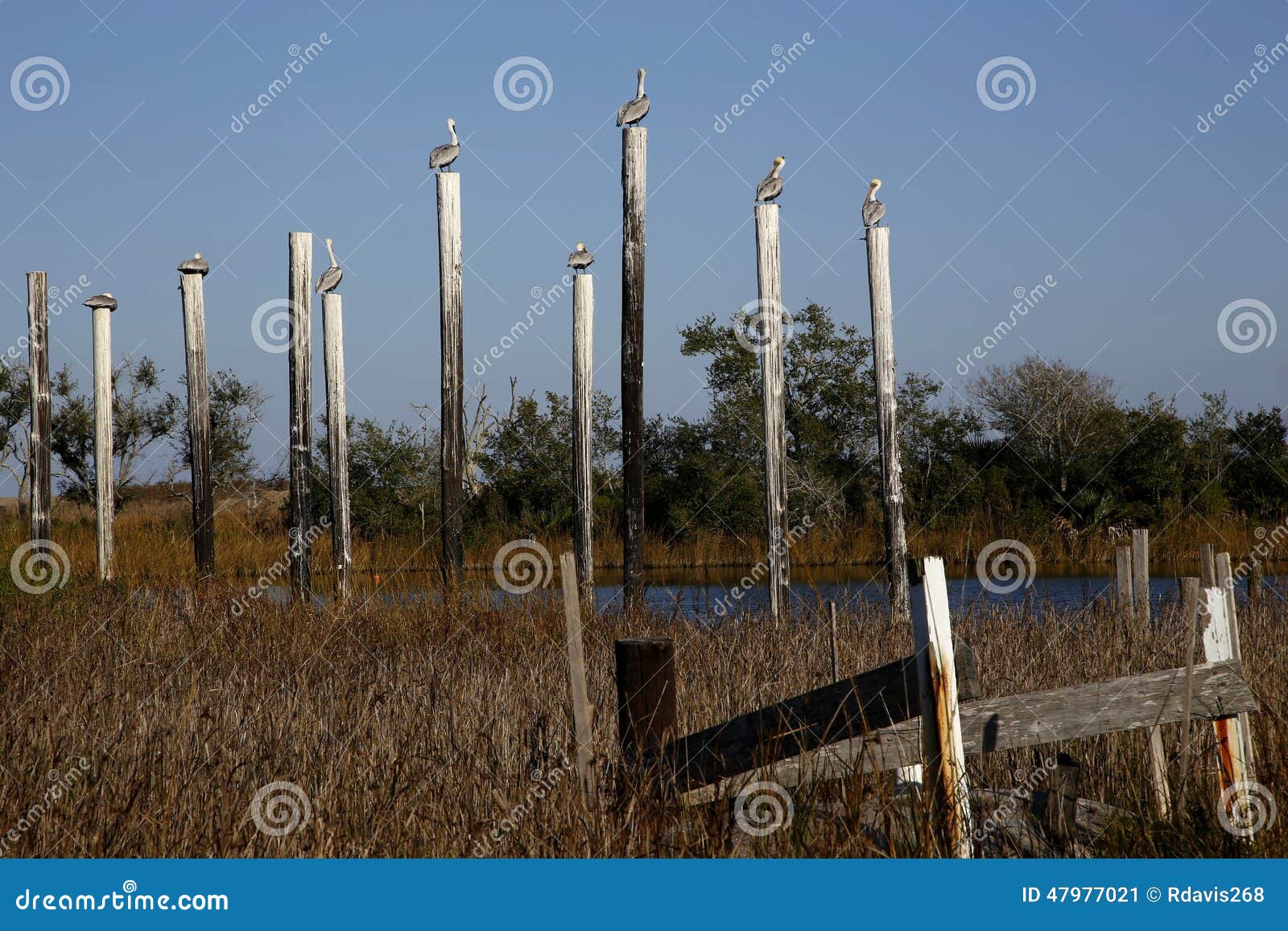 Pilings in marsh stock image. Image of poles, marsh, blue - 47977021