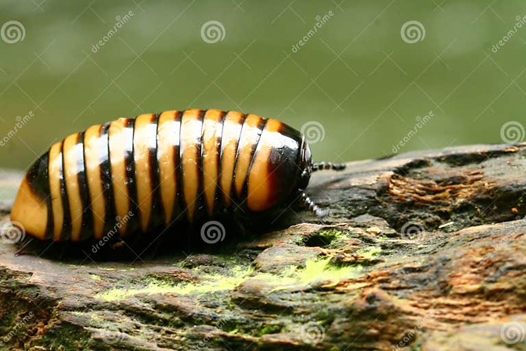 Pill bug stock photo. Image of insect, exoskeleton, defense - 18388958
