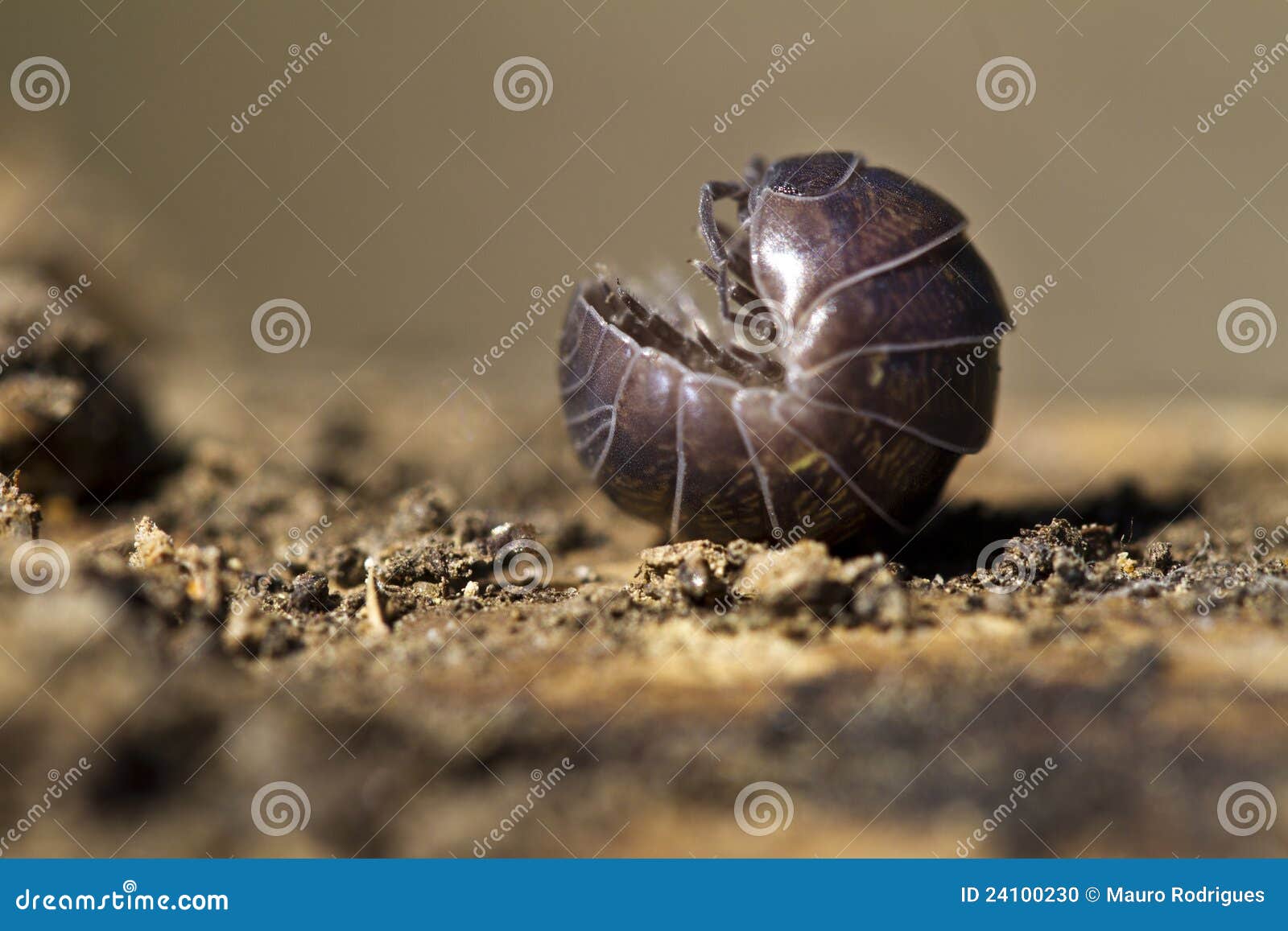 Pill Bug Armadillidiidae Royalty-Free Stock Image | CartoonDealer.com ...