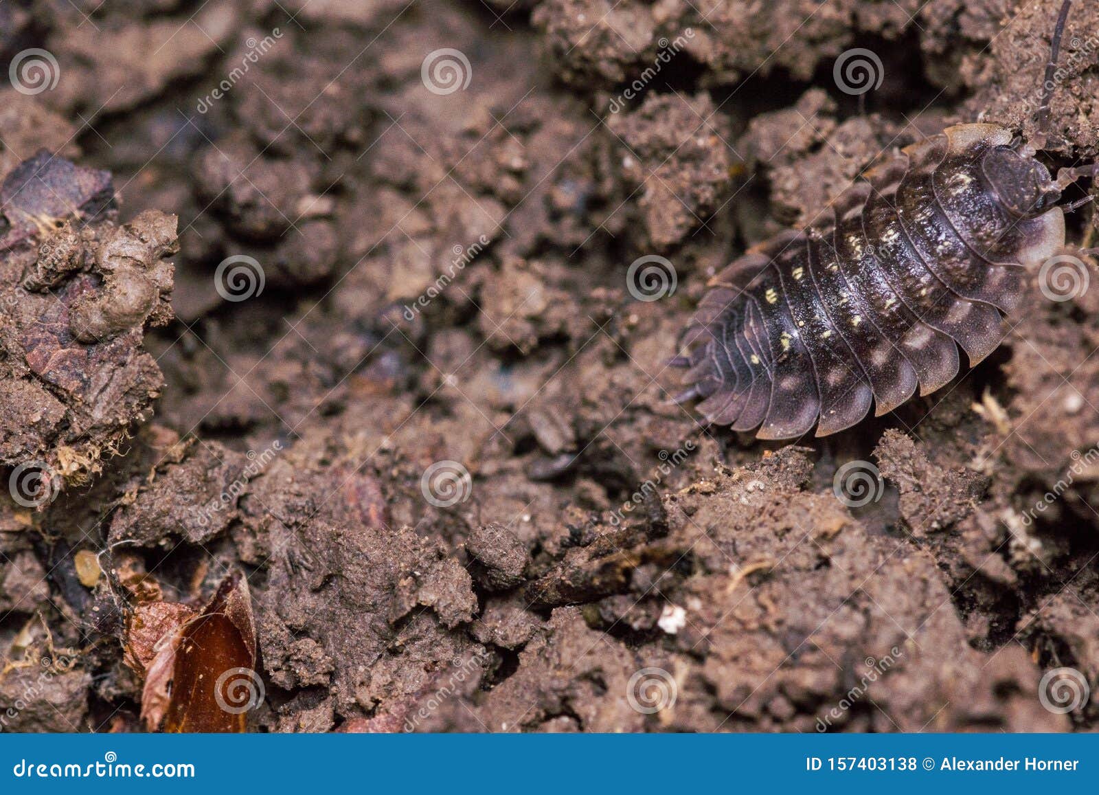 Pill Bug Crawling on Forest Soil Stock Photo - Image of arthropod ...