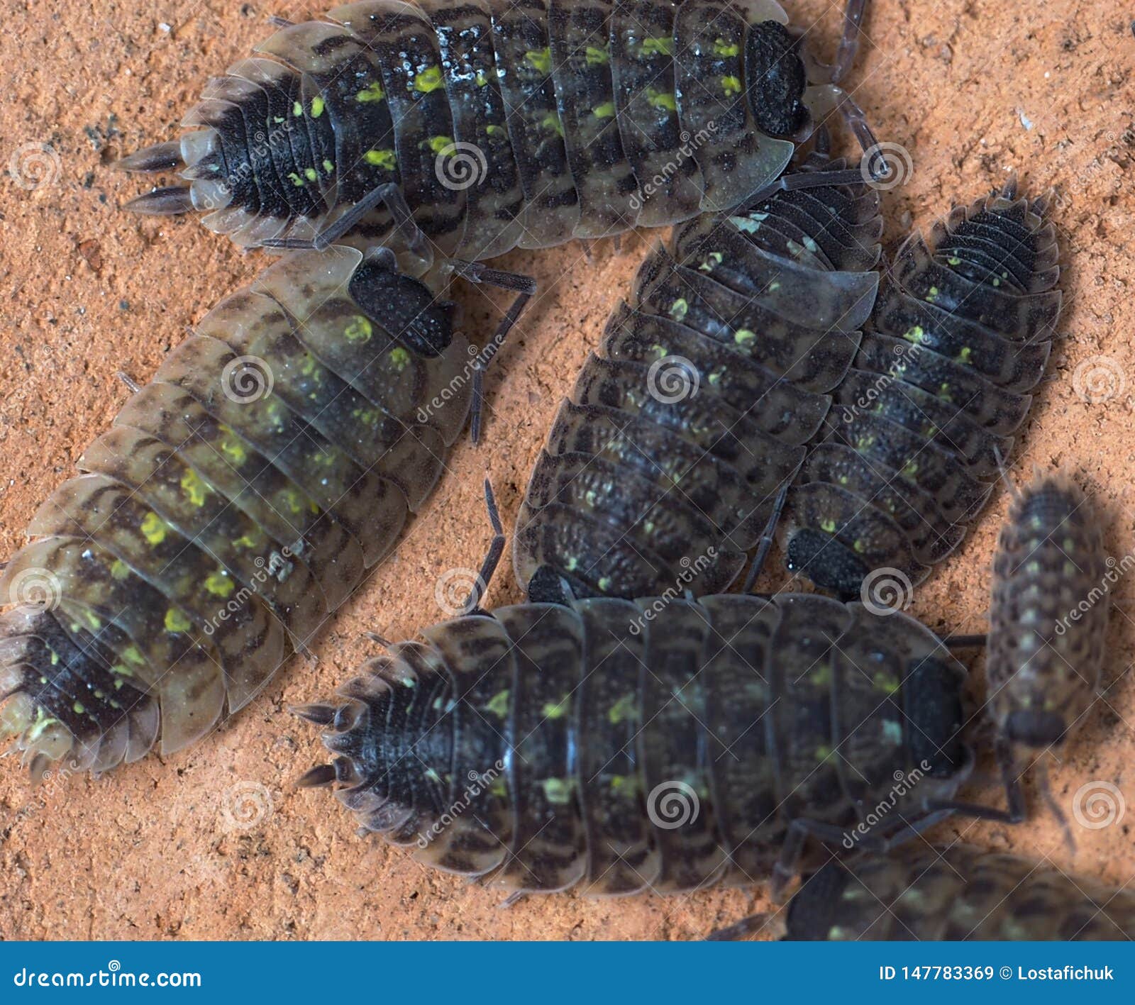 Pill Bug or Doodle Bug or Armadillidiidae Stock Image - Image of pill ...