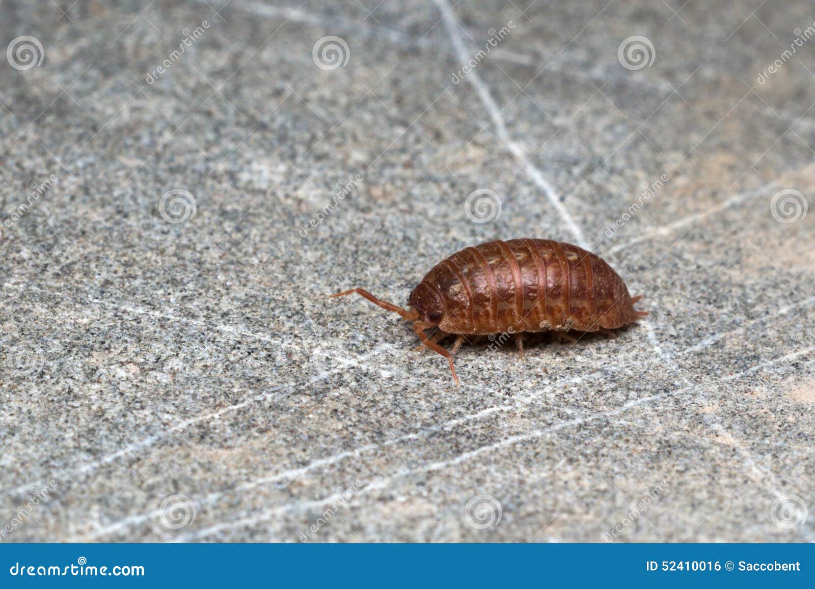 Pill-bug (Isopoda) stock photo. Image of malacostraca - 52410016