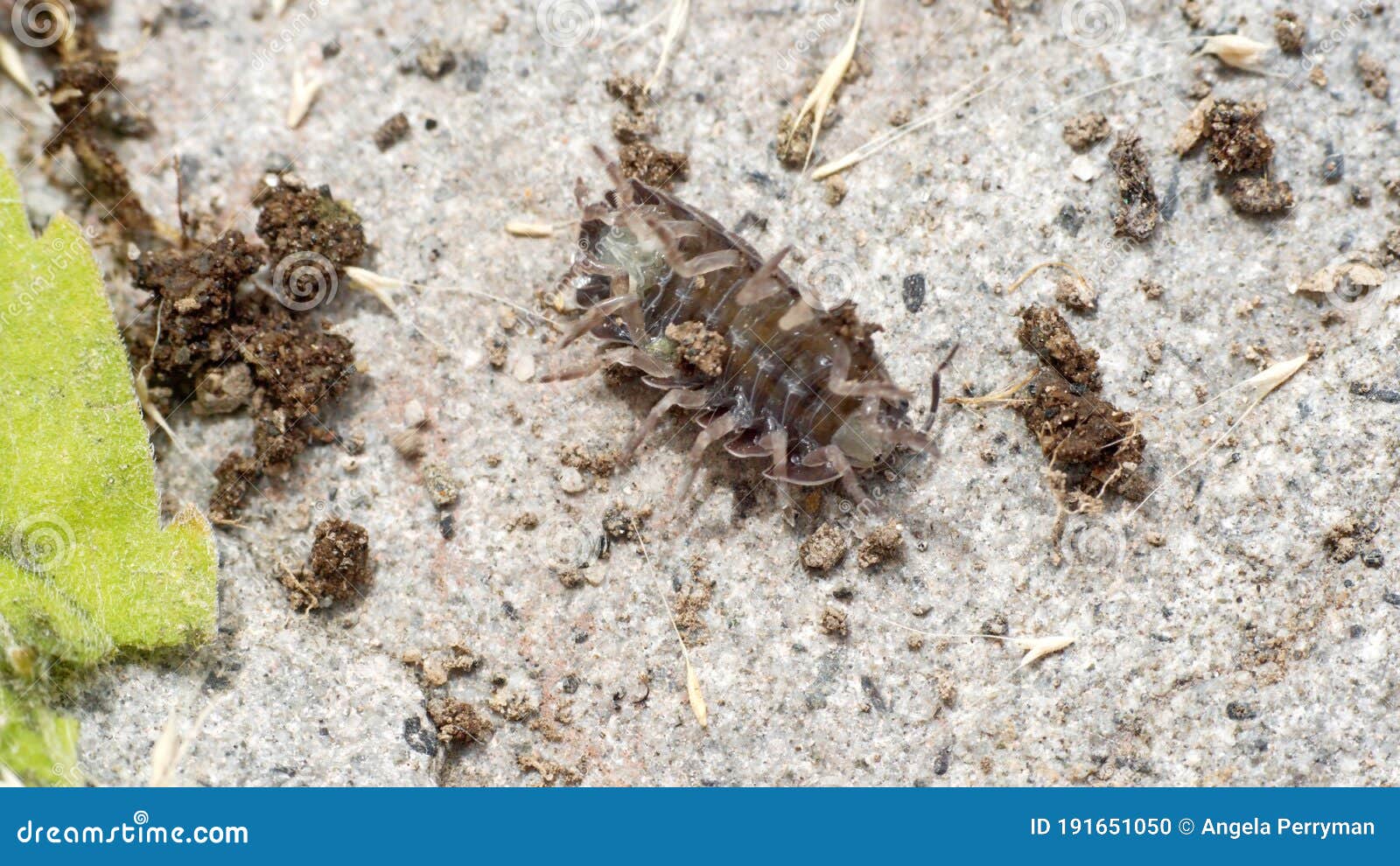 Roly poly on its back stock photo. Image of poly, back - 191651050