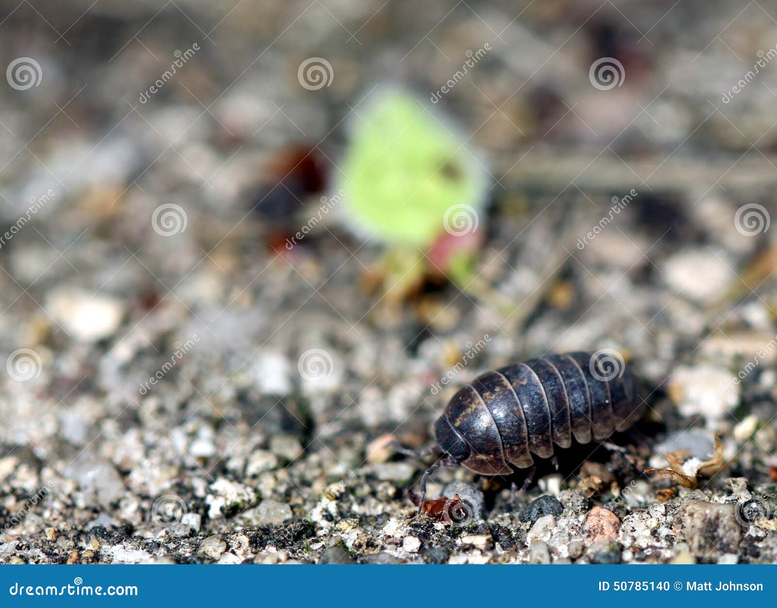 Pill bug stock photo. Image of roly, poly, macro, close - 50785140