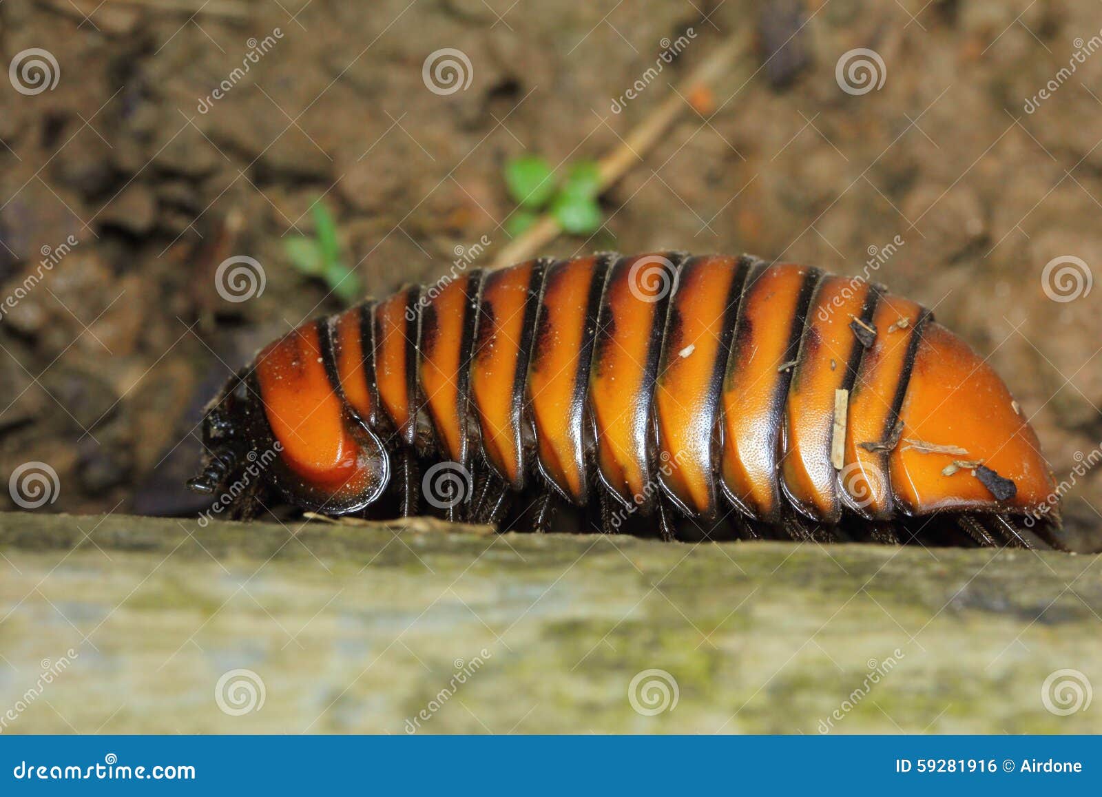 Pill Millipede stock photo. Image of nature, wildlife - 59281916