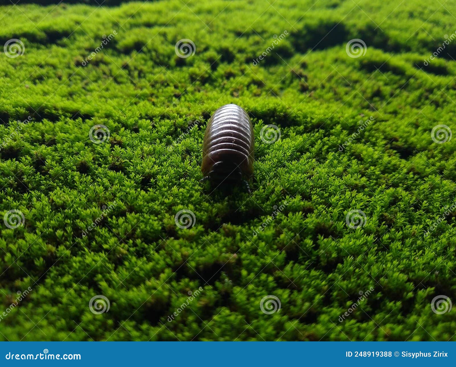 Pill Millipede on Green Moss Background, Close-up View Stock Photo ...