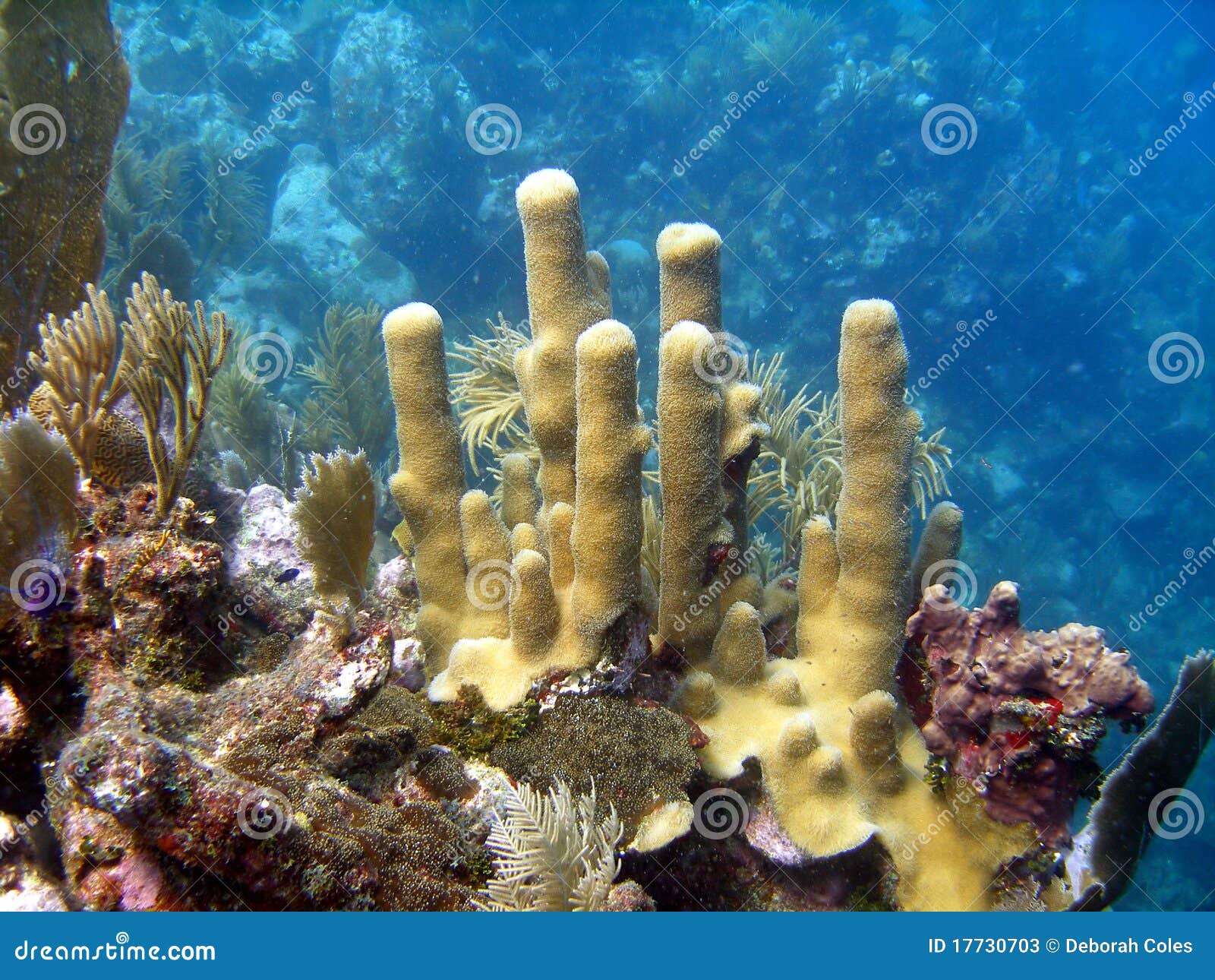 Pillar Coral stock image. Image of pillar, colourful - 17730703