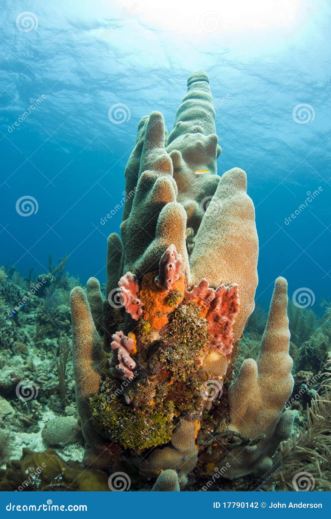 Pillar coral stock photo. Image of sponge, marine, central - 17790142