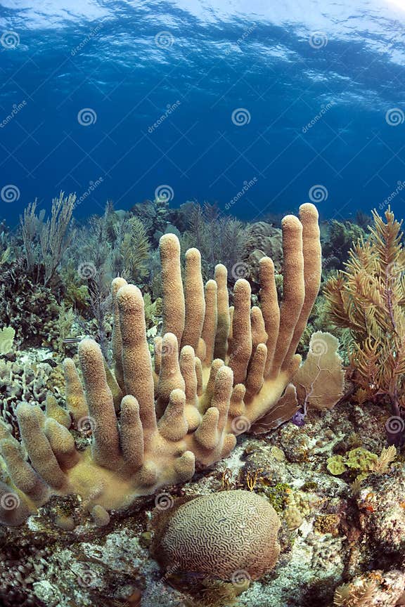 Pillar coral stock image. Image of underwater, marine - 25935321