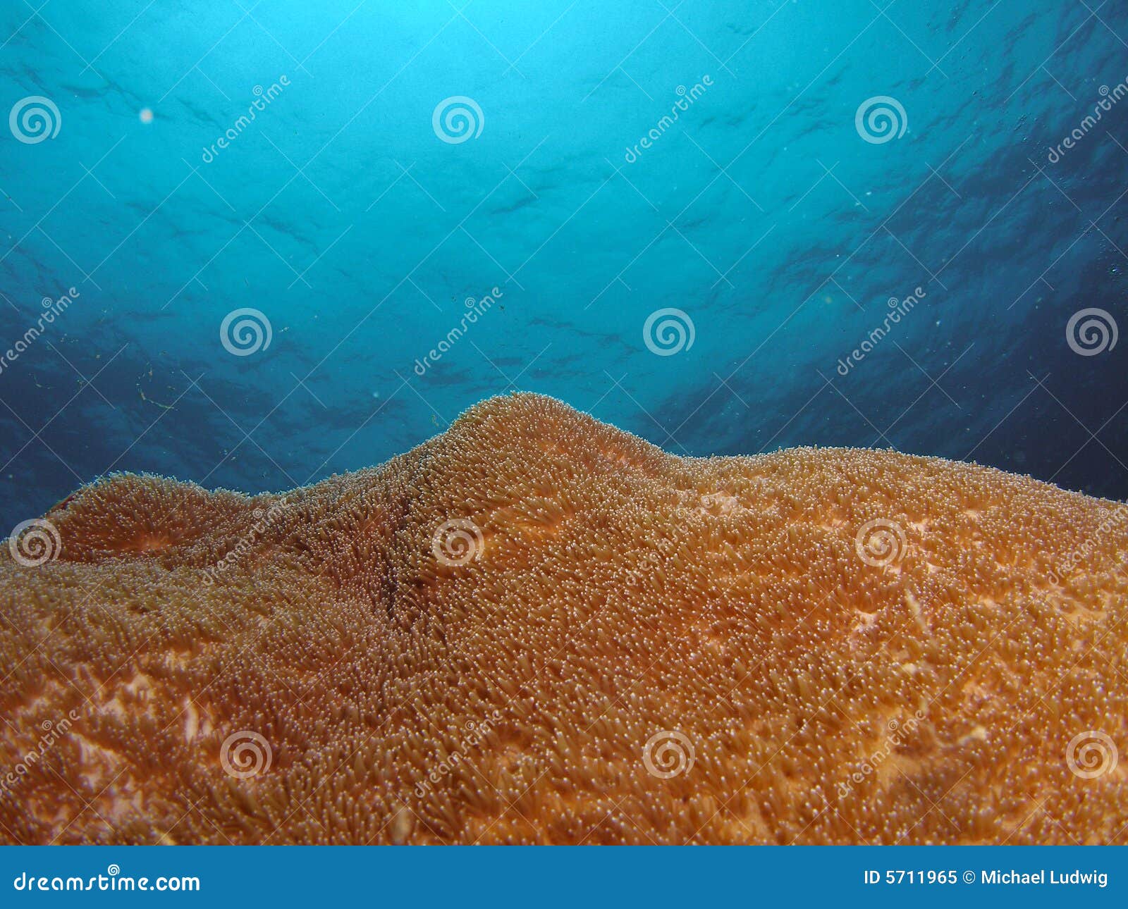 Pillar Coral stock image. Image of tropical, underwater - 5711965