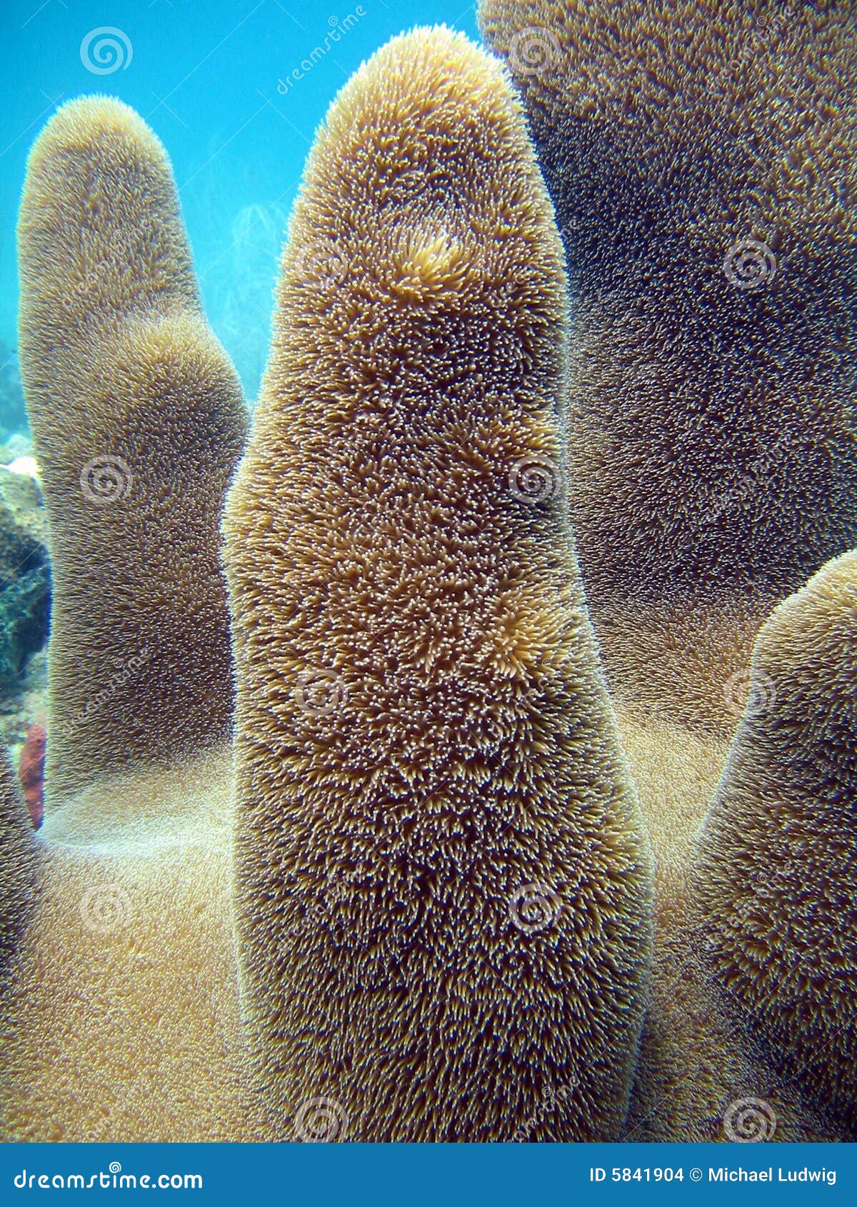 Pillar Coral stock photo. Image of tropical, spadefish - 5841904