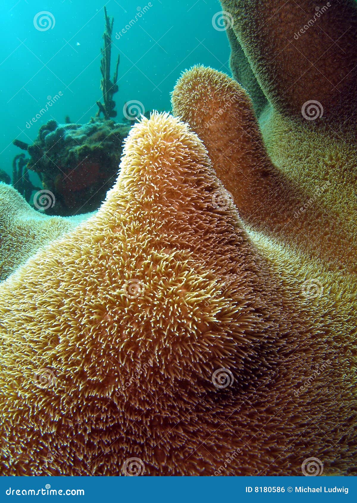 Pillar Coral stock photo. Image of reef, florida, ocean - 8180586