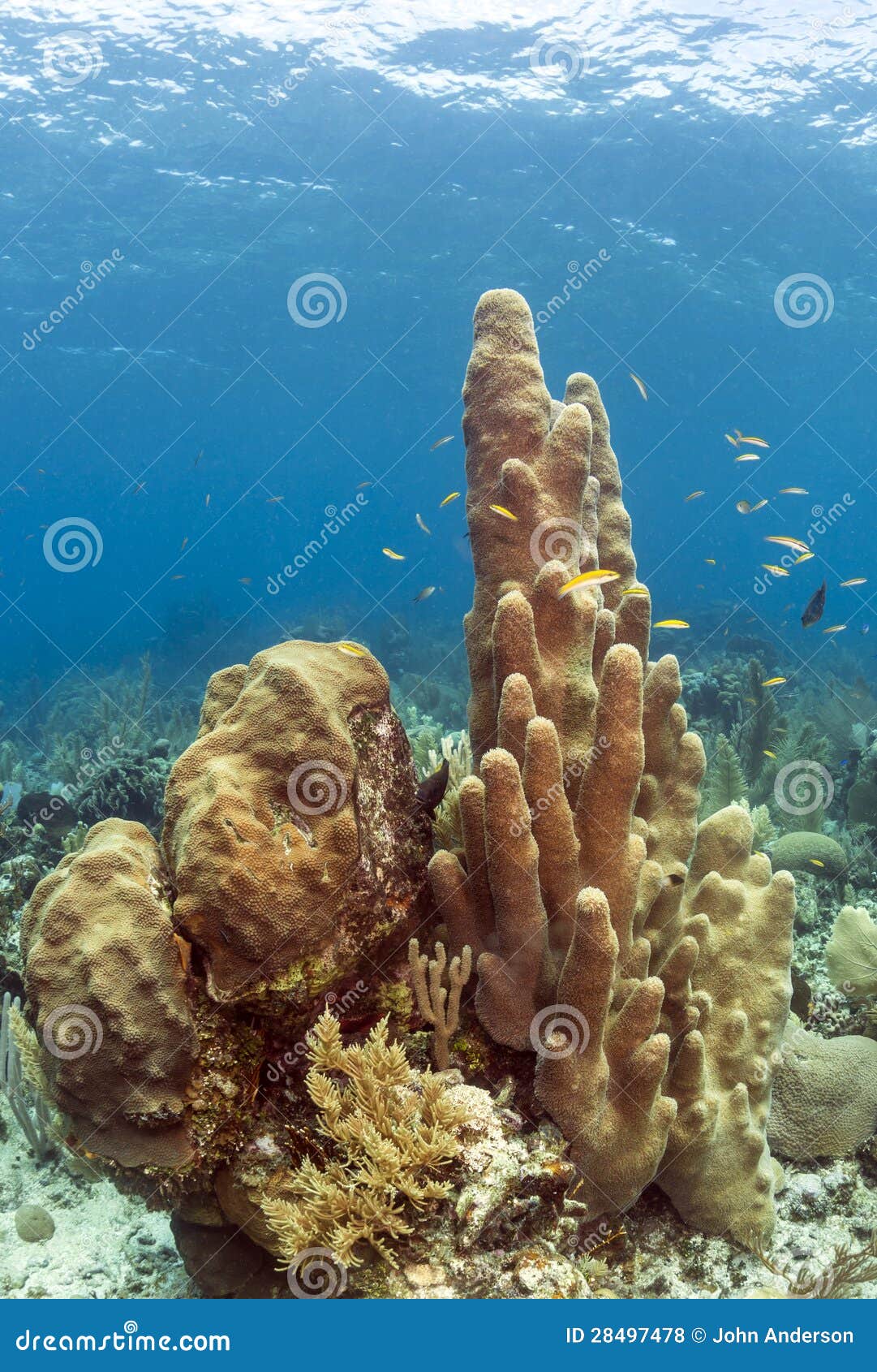 Pillar Coral (Dendrogyra Cylindricus) Stock Photo - Image of fish, reef ...