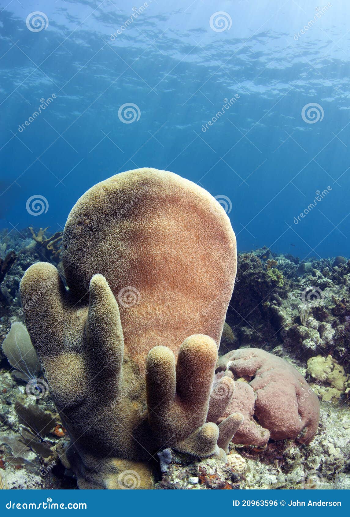 Pillar Corals (Dendrogyra Cylindricus) Stock Photo - Image of hard ...