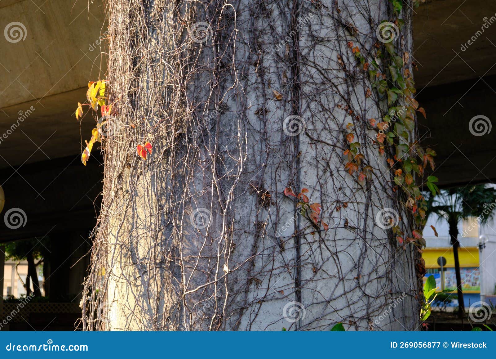 Pillar covered with plants stock image. Image of outside - 269056877