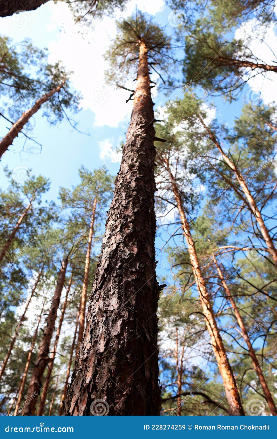Tree View from the Bottom Up on the Branches of Trees Stock Image ...