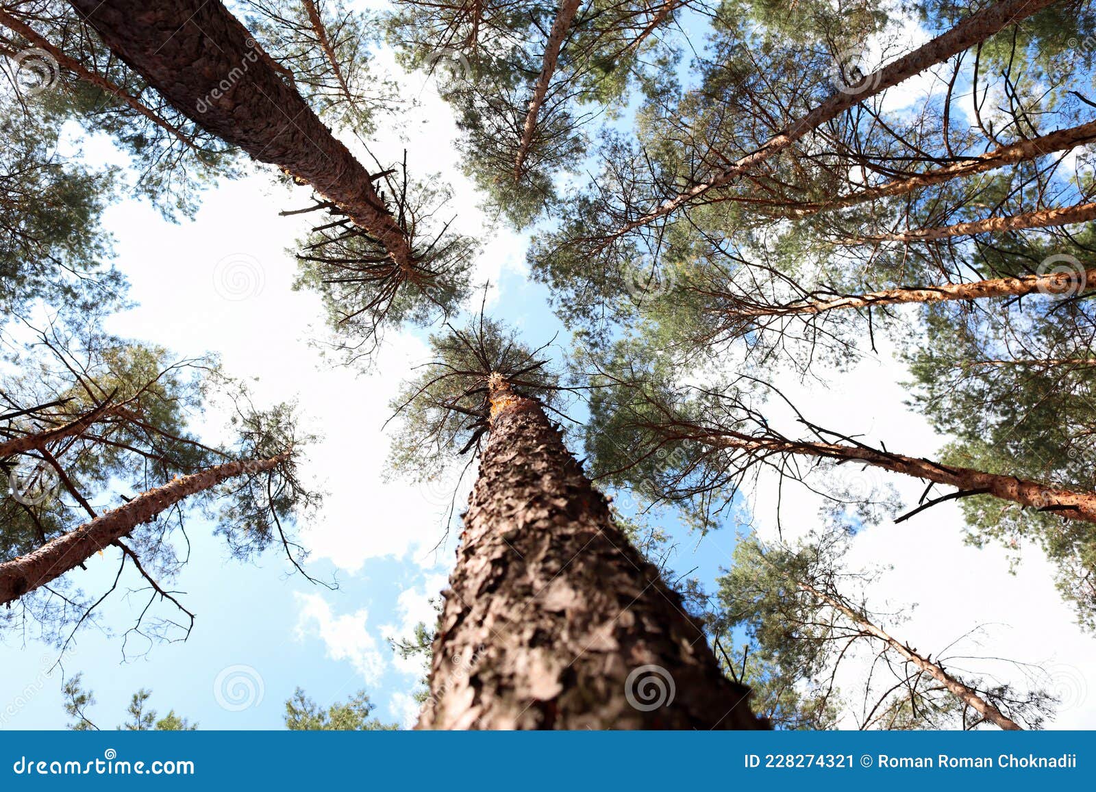 Pine Tree View from the Bottom Up on the Branches of Trees Stock Image ...