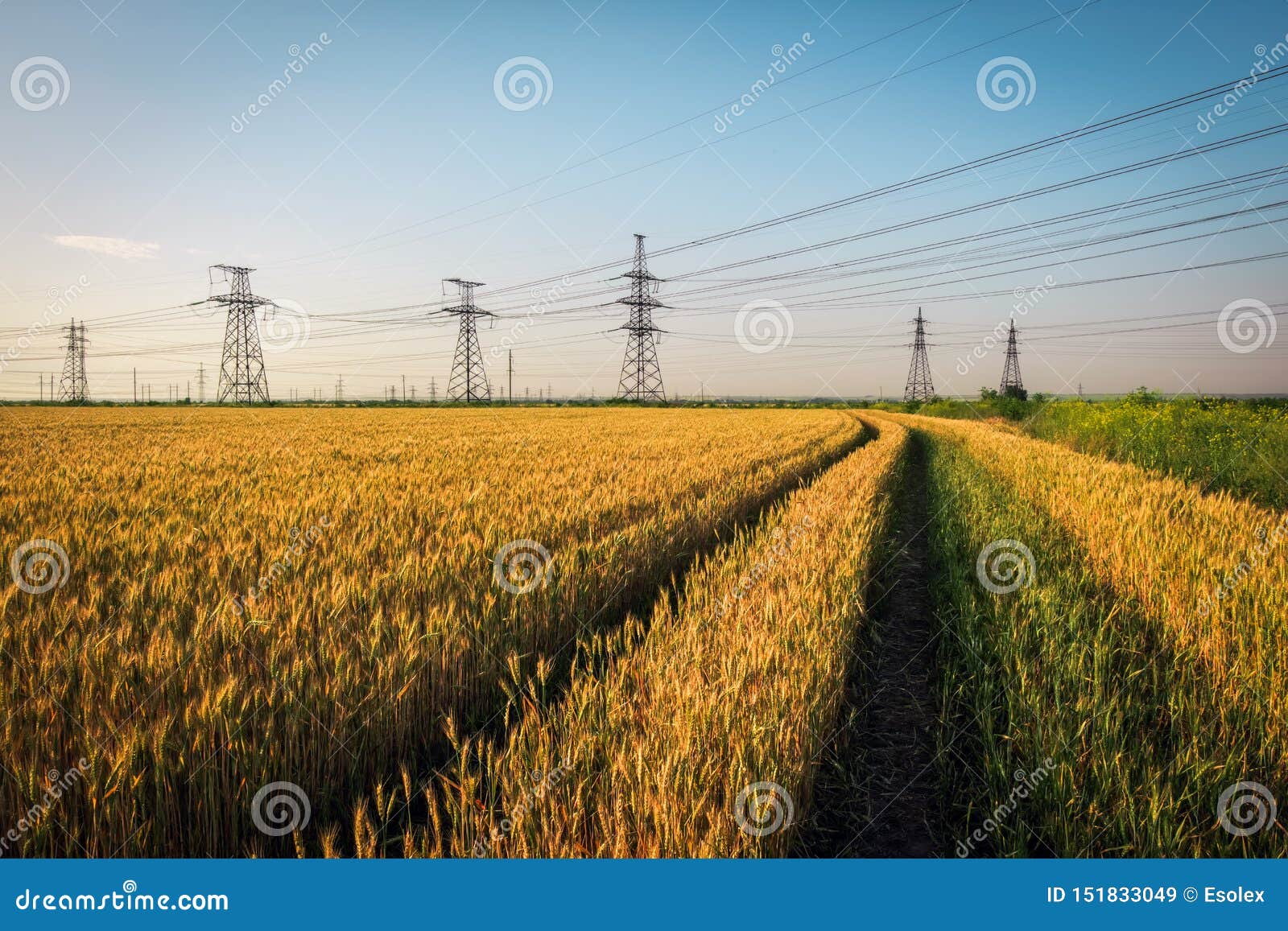Pillars of Line Power Electricity among the Wheat Fields Stock Image ...
