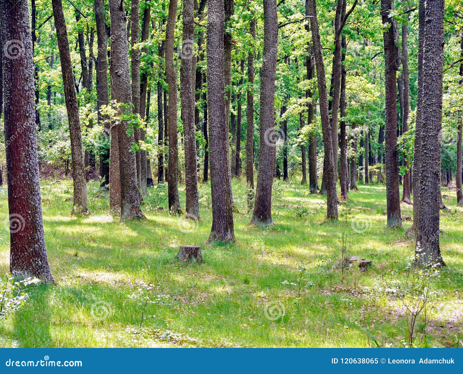 Pillars of Tall Deciduous Trees in the Middle of the Forest Stock Image ...