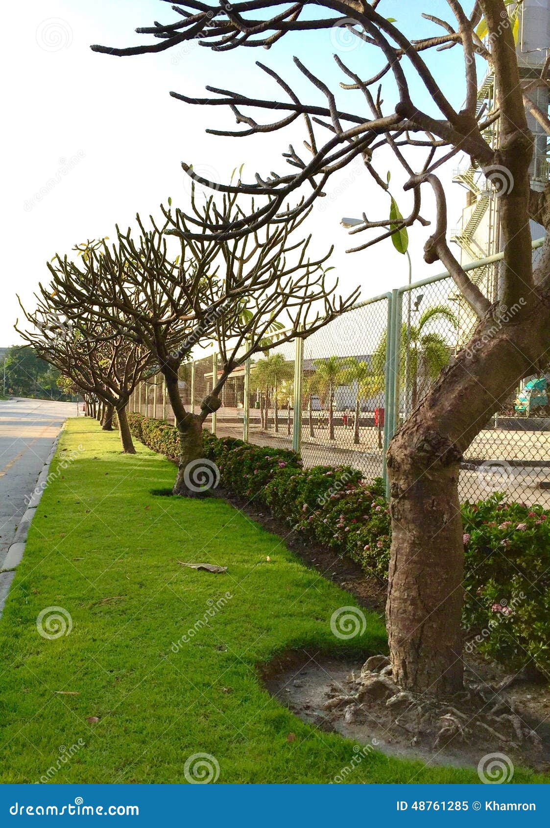 Pillars of tree stock image. Image of pillars, garden - 48761285