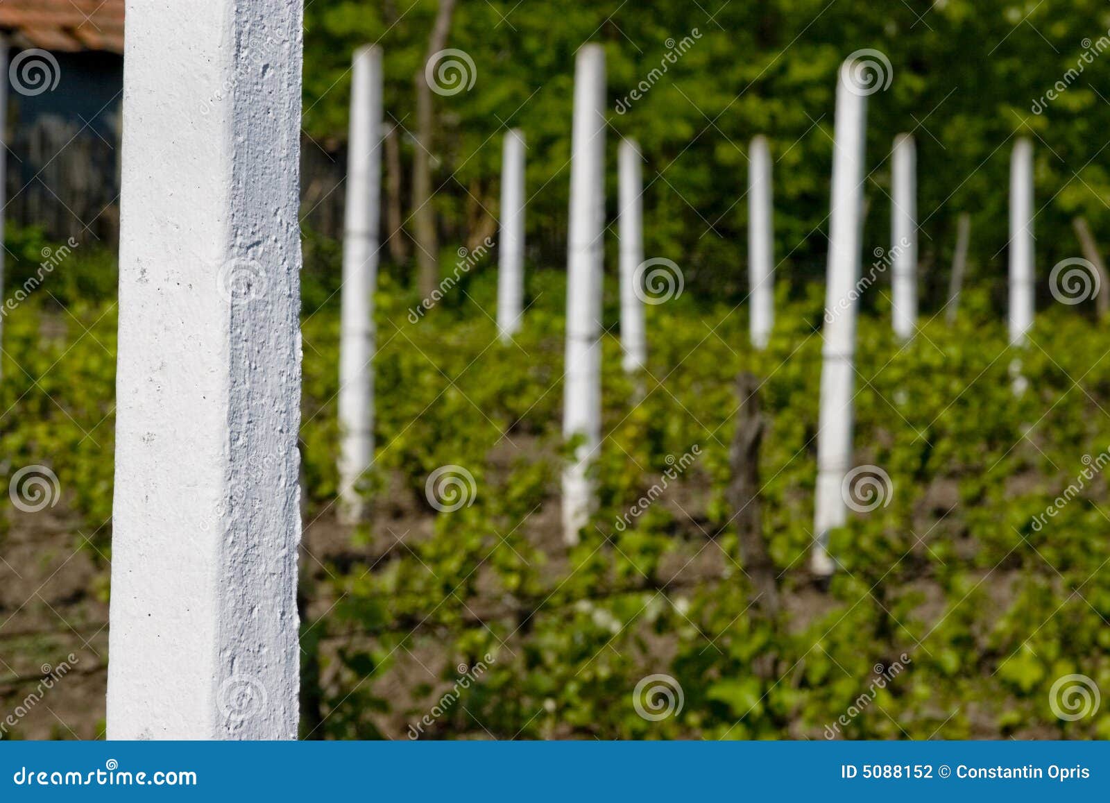 Pillars in vineyard stock photo. Image of orchard, countryside - 5088152