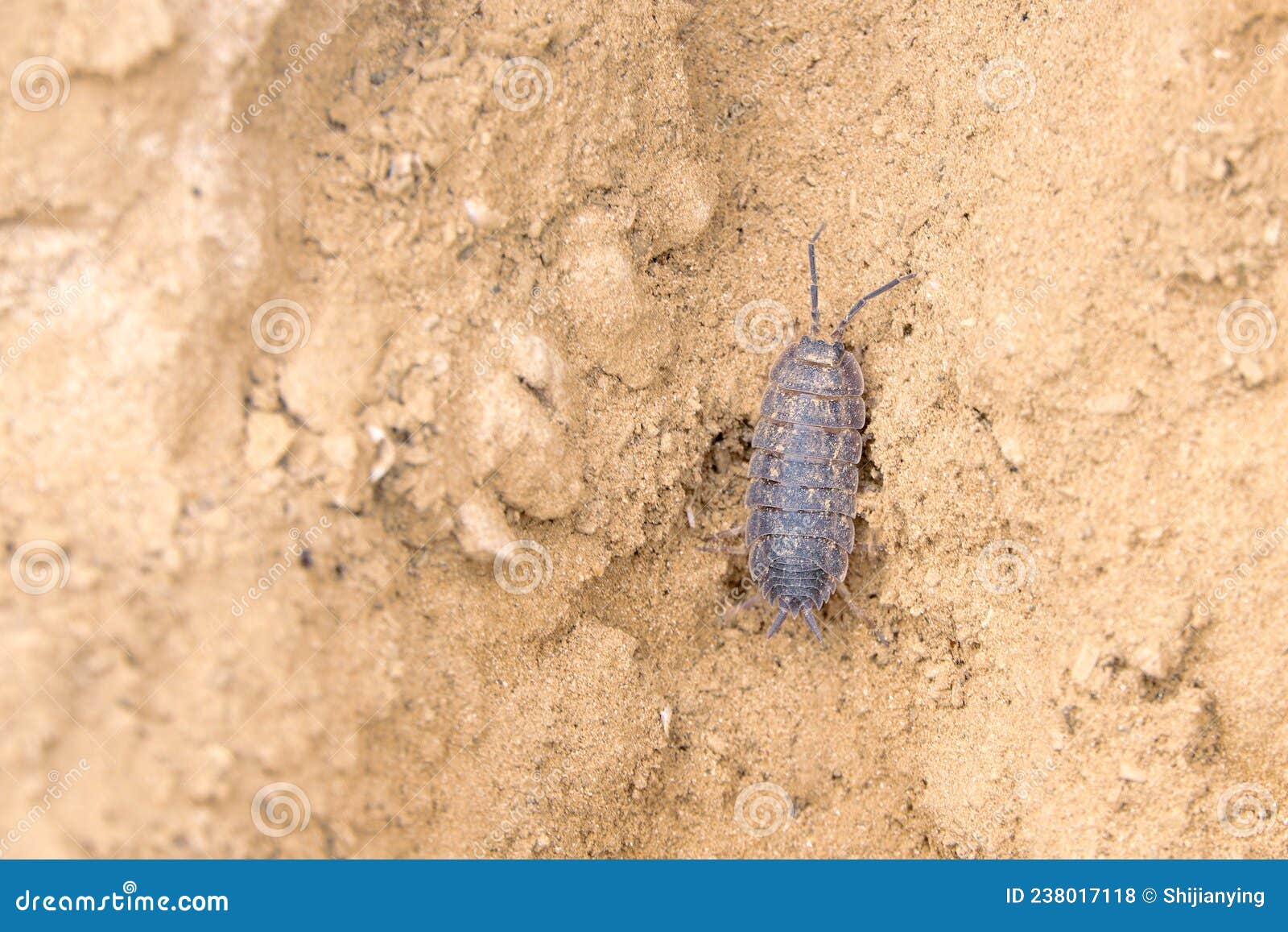 Pillworm stock photo. Image of bugs, wildlife, pillworm - 238017118