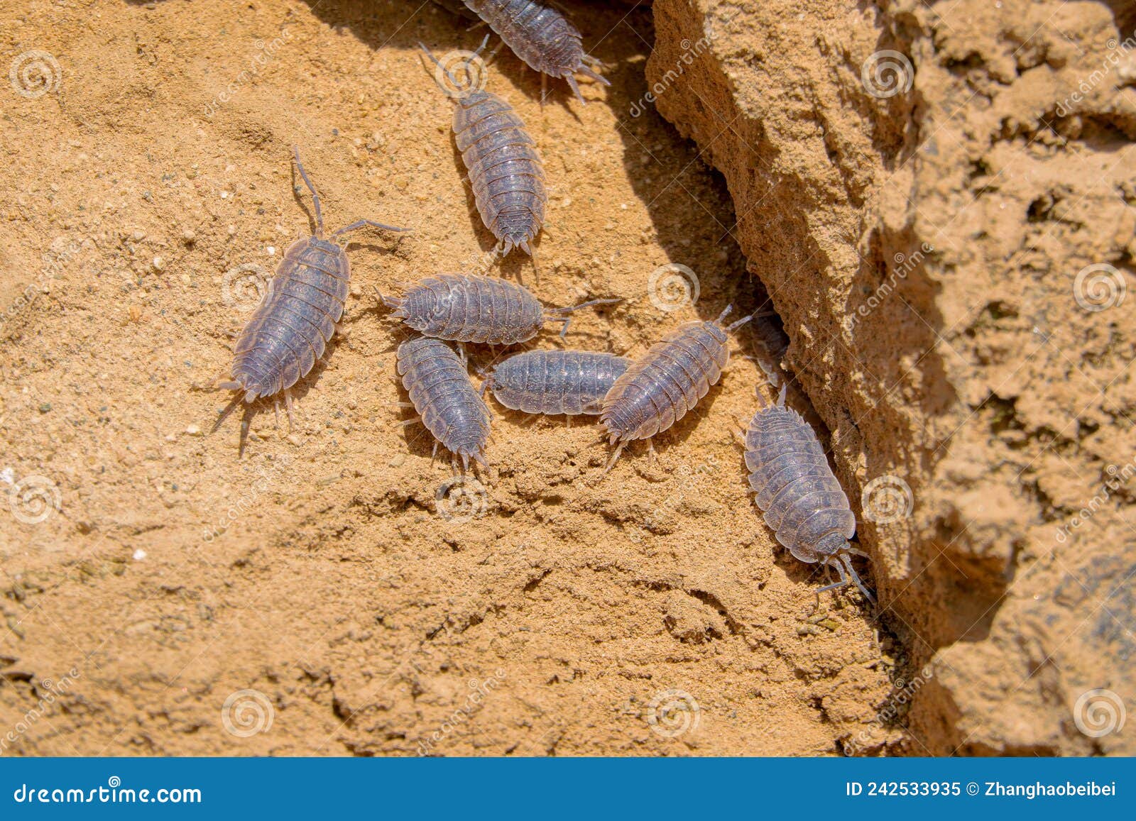 Pillworm stock image. Image of wildlife, animals, porcellio - 242533935