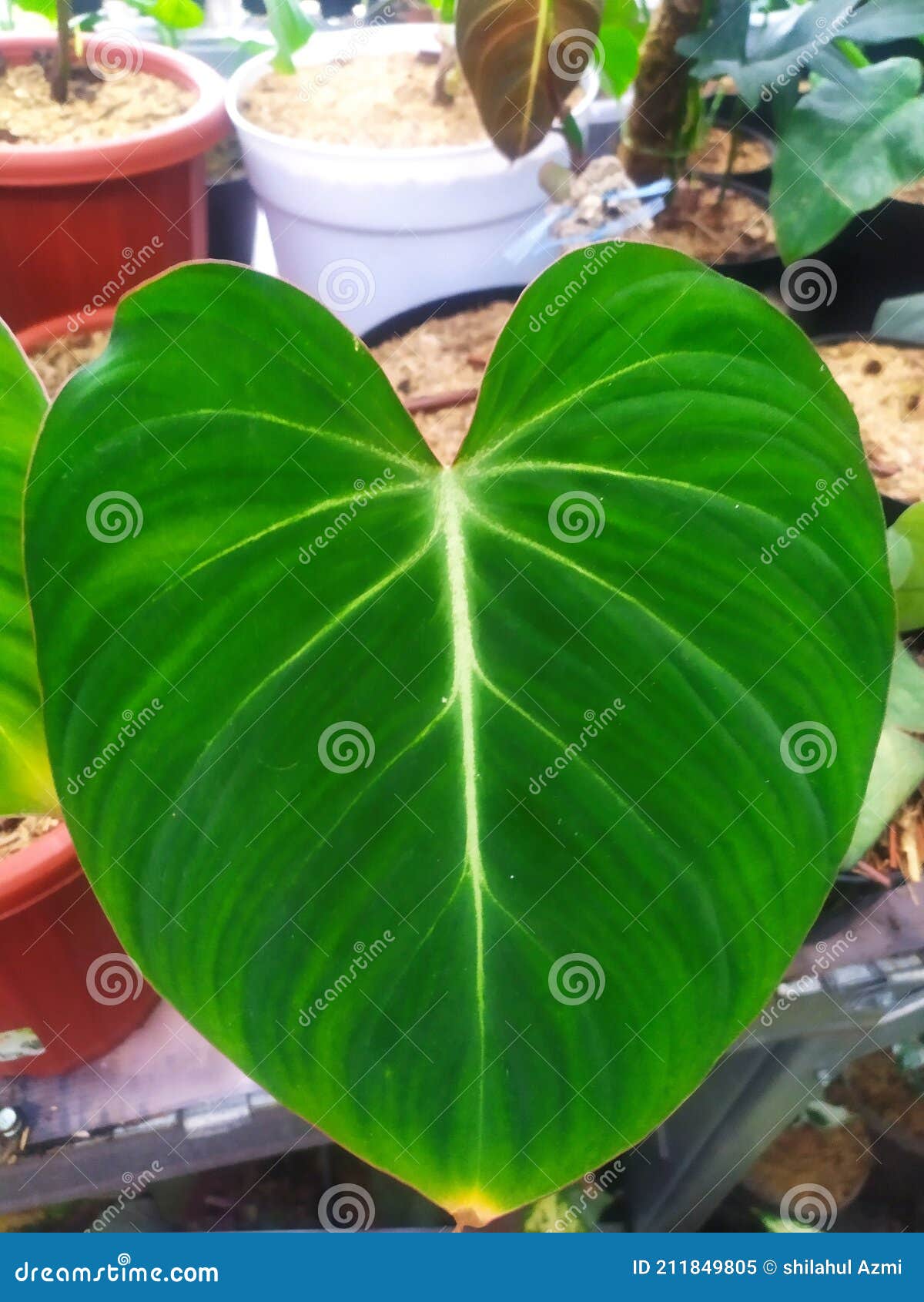 Pilo plant Melano stock image. Image of viral, plants - 211849805