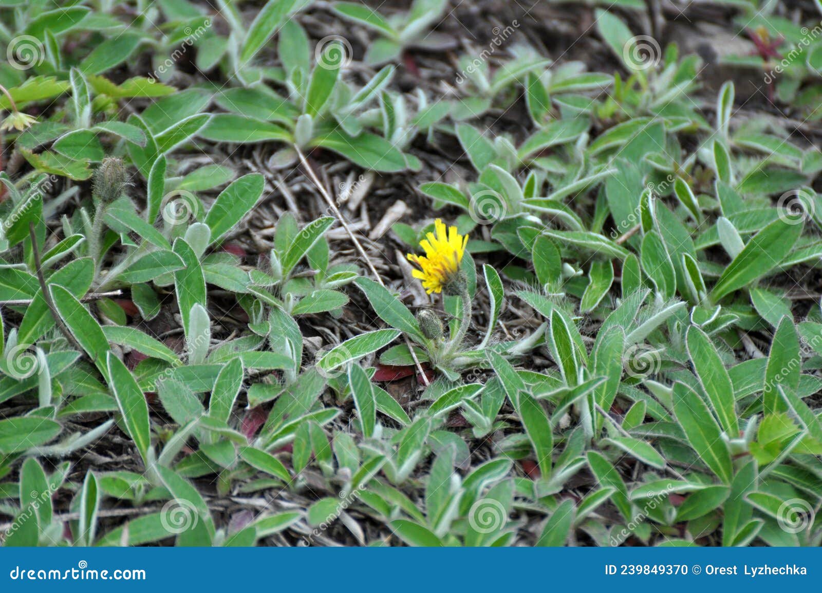 Pilosella Officinarum Grows in the Wild Stock Photo - Image of ...